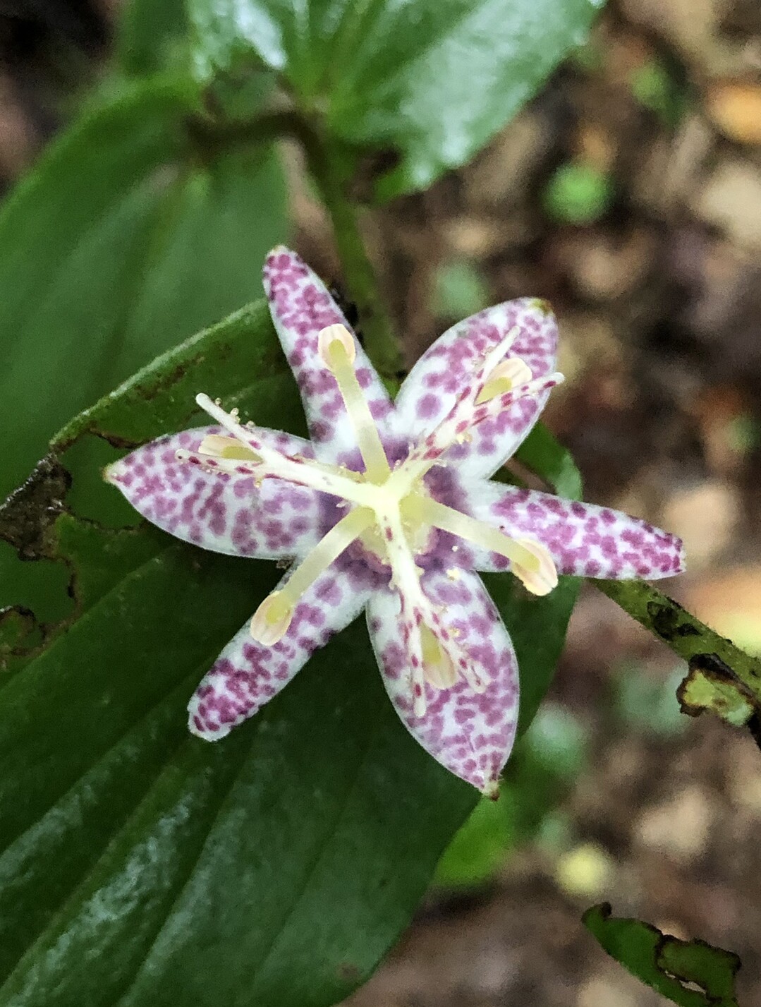 錦ヶ岳・右谷山 / neroliさんの吉和冠山（安芸冠山）・広高山・寂地山の活動データ | YAMAP / ヤマップ