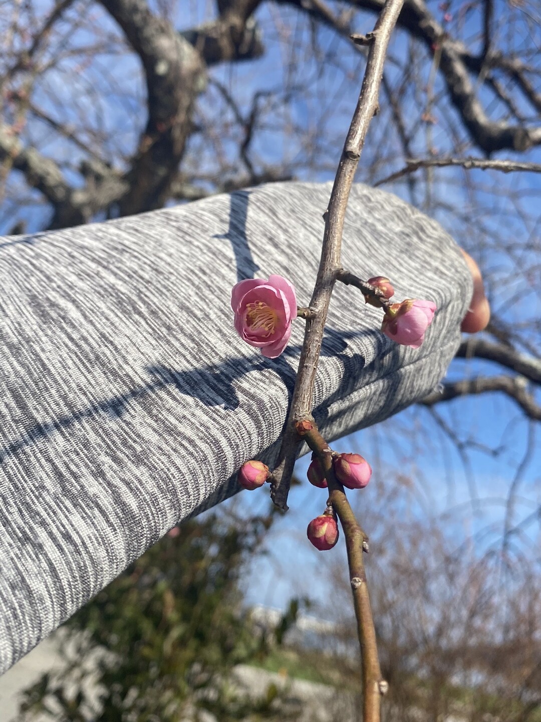 じいちゃんの枝垂れ梅が咲き始めました！ / シゲさんのモーメント | YAMAP / ヤマップ