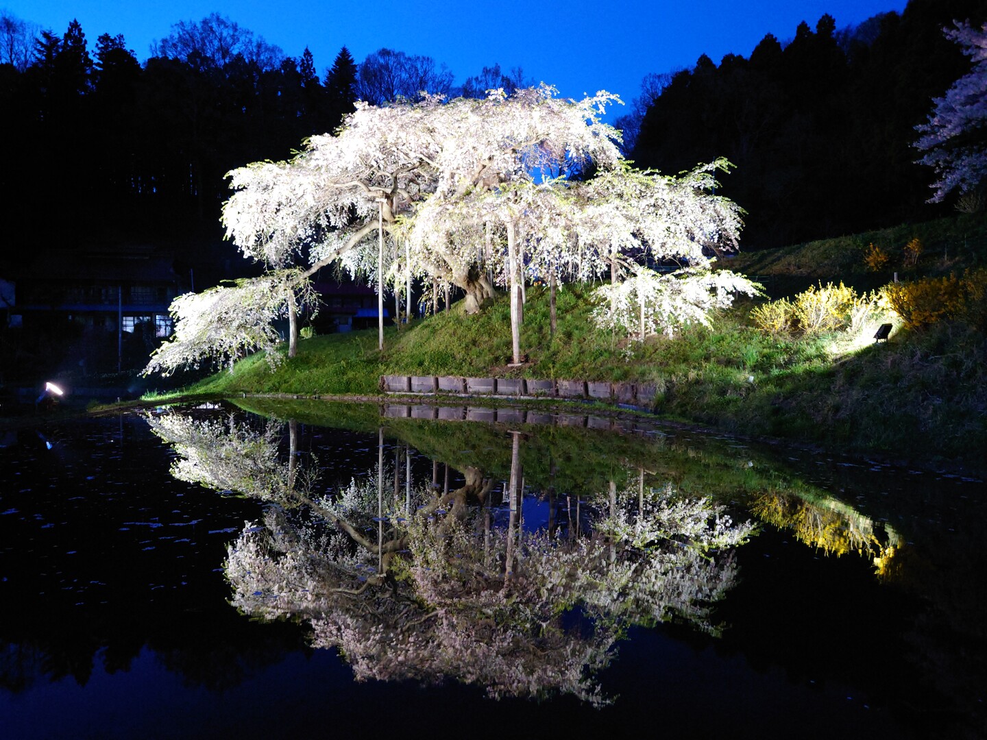 あまりの美しさに見惚れた 中島の地蔵桜... / y_kumataさんのモーメント | YAMAP / ヤマップ
