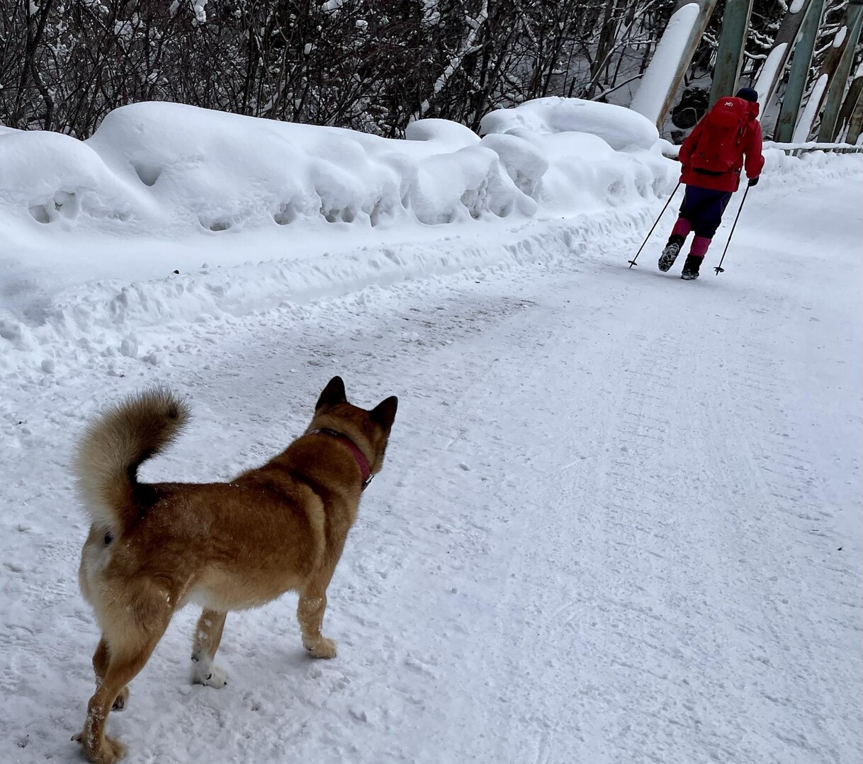 雪深い手白沢温泉へ-2025-01-11 / RIE.さんの鬼怒沼山・物見山・黒岩山の活動データ | YAMAP / ヤマップ