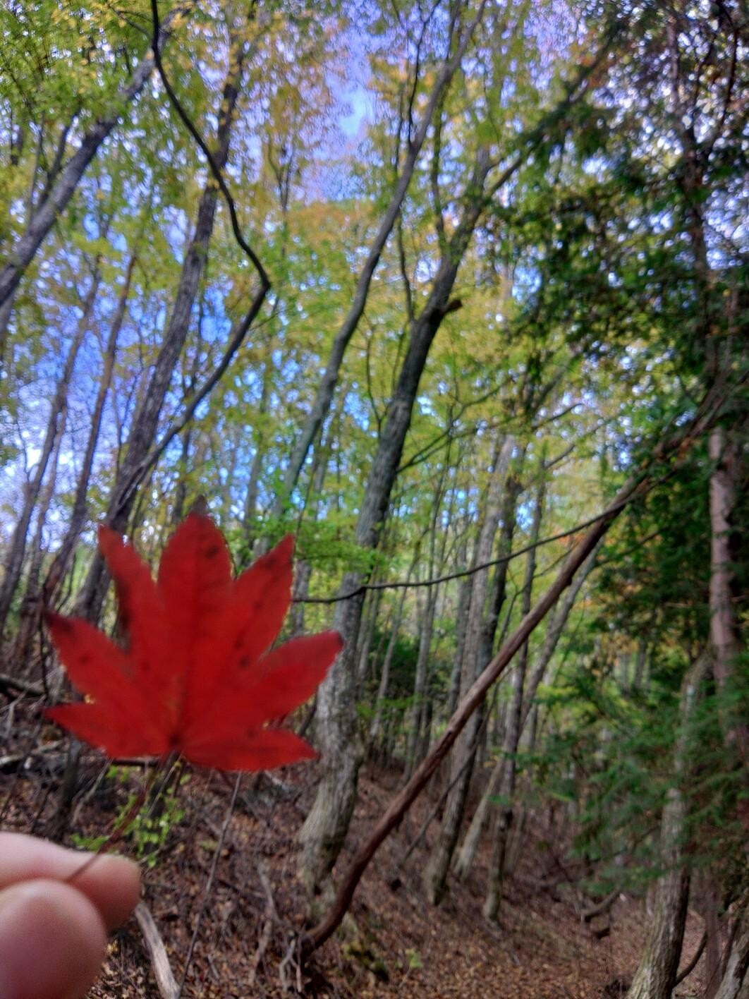 網掛山 / FOKさんの網掛山の活動データ | YAMAP / ヤマップ