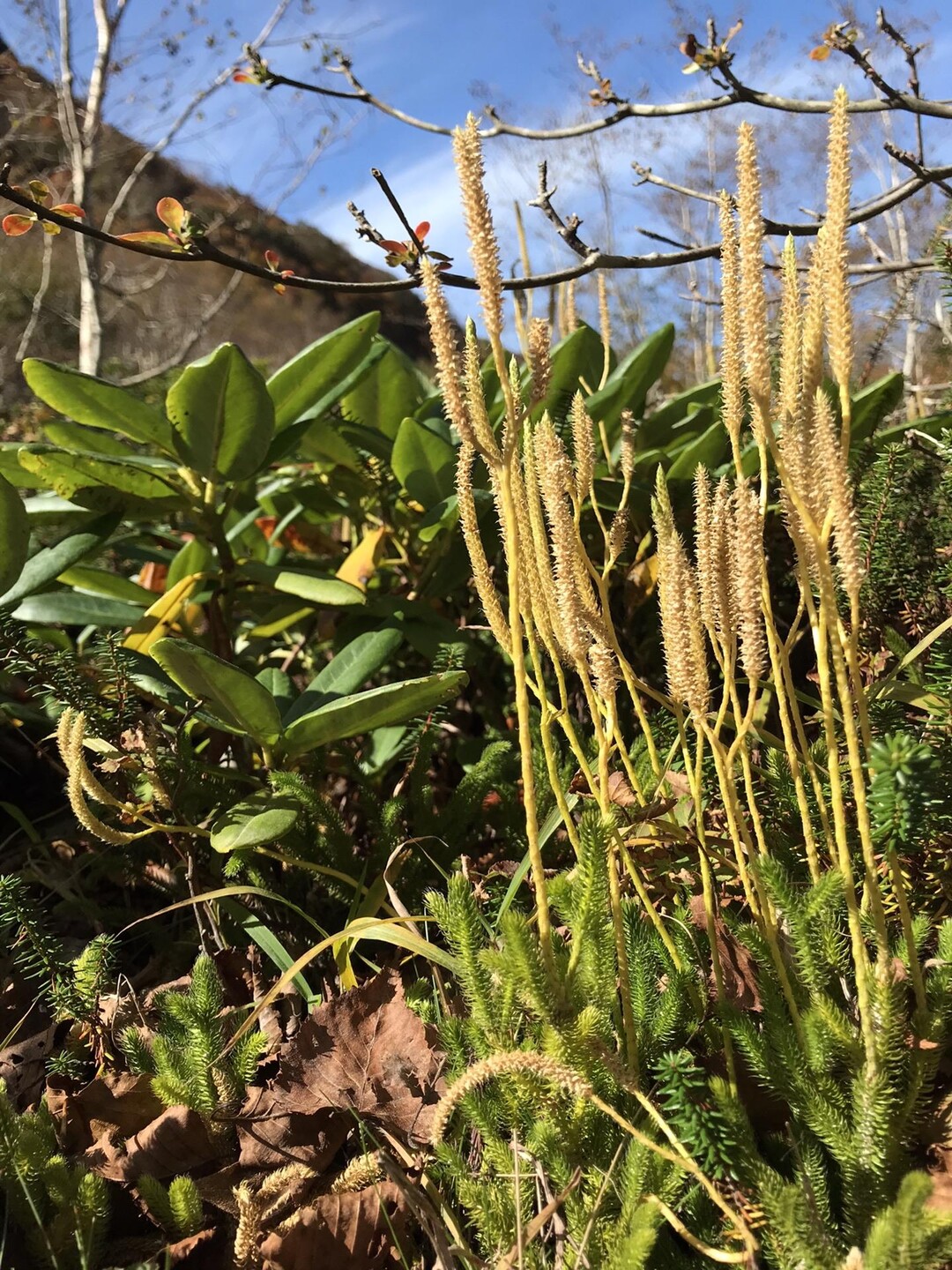 10月中旬 那須岳 ヒカゲノカズラ 昨... / YOLOさんのモーメント | YAMAP / ヤマップ