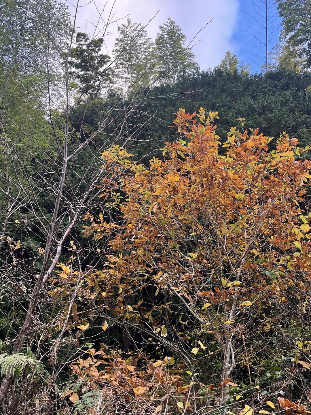 ppちゃんと年末に向けて 実家の掃除&農... / じゅんこりんさんのモーメント | YAMAP / ヤマップ