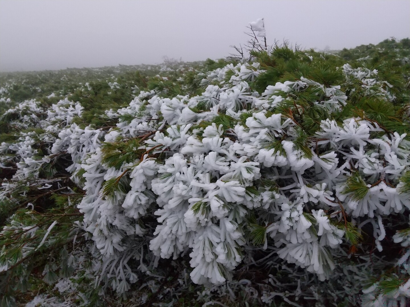 天塩岳 山開き / Jeepさんの天塩岳の活動データ | YAMAP / ヤマップ
