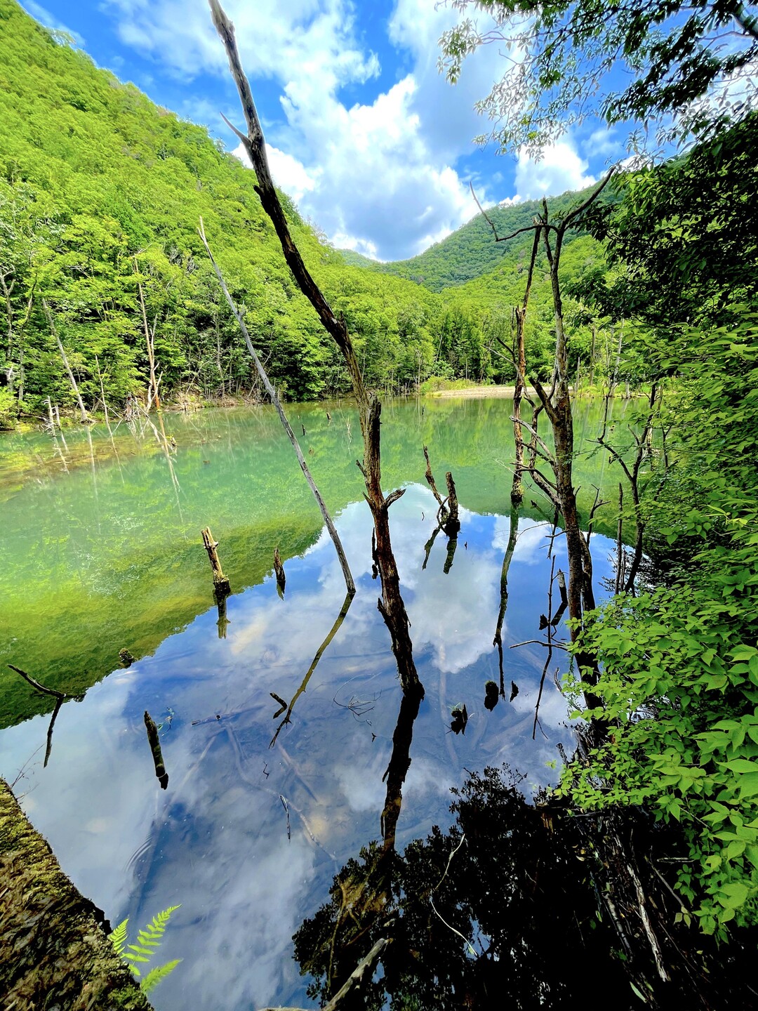 ちょっとニセ神の子池へ / JJ隊長 さんの北摂里山トレイル（伊丹市・宝塚市・川西市・猪名川町エリア）の活動データ | YAMAP / ヤマップ