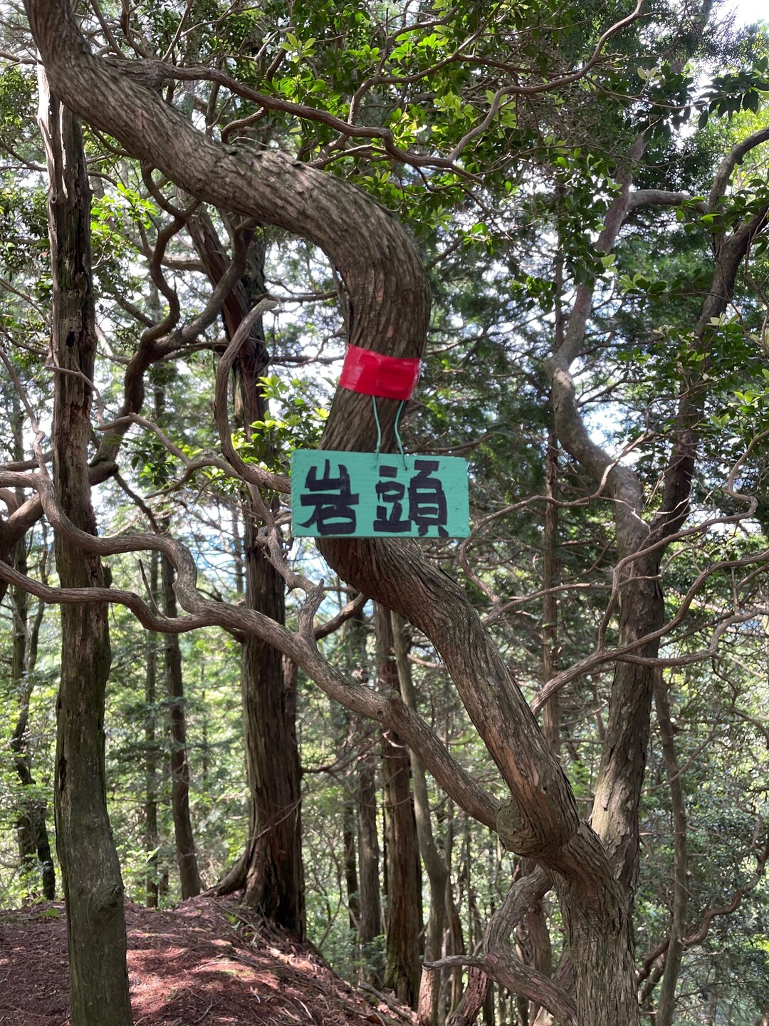 Marry🐾さんの投稿したフィールドメモ | YAMAP / ヤマップ