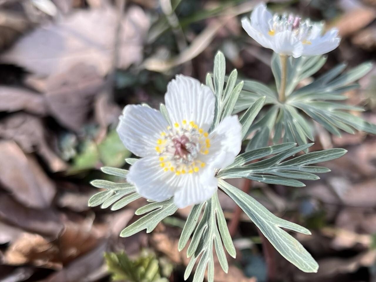 satomiのページ | YAMAP / ヤマップ