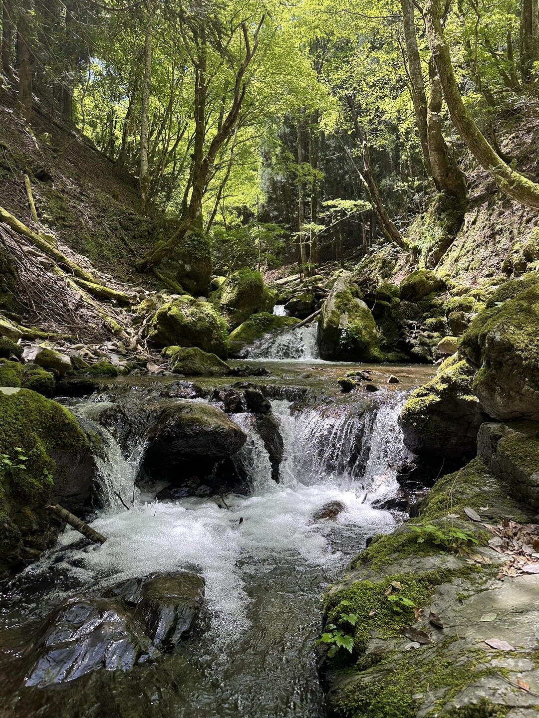 新緑ツボクリ谷歩き / KOUJI-hiraさんの皆子山の活動データ | YAMAP / ヤマップ