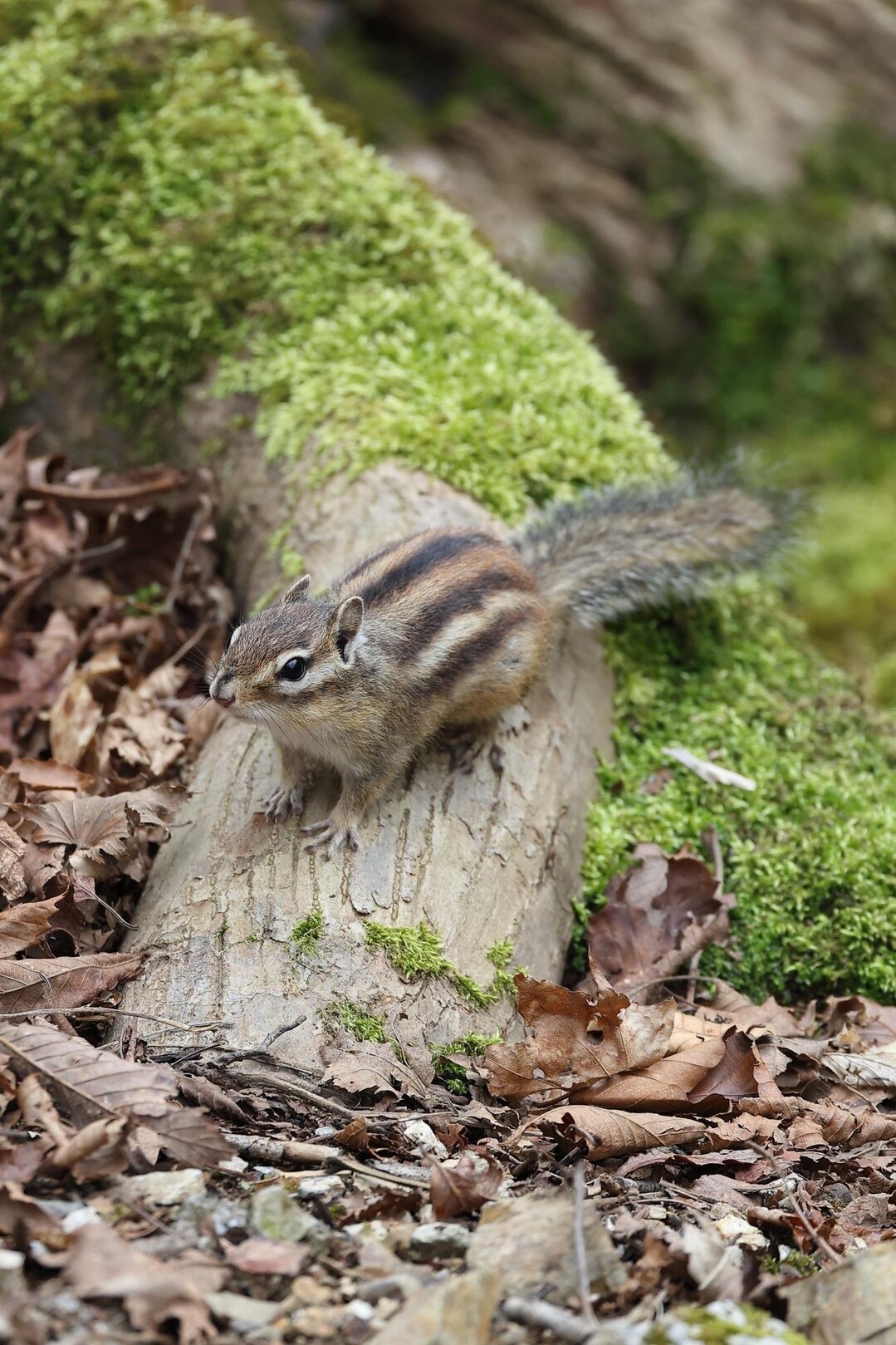 御池岳・鈴北岳バリエーションルート / yoshi-yamapさんの藤原岳・御池岳の活動データ | YAMAP / ヤマップ
