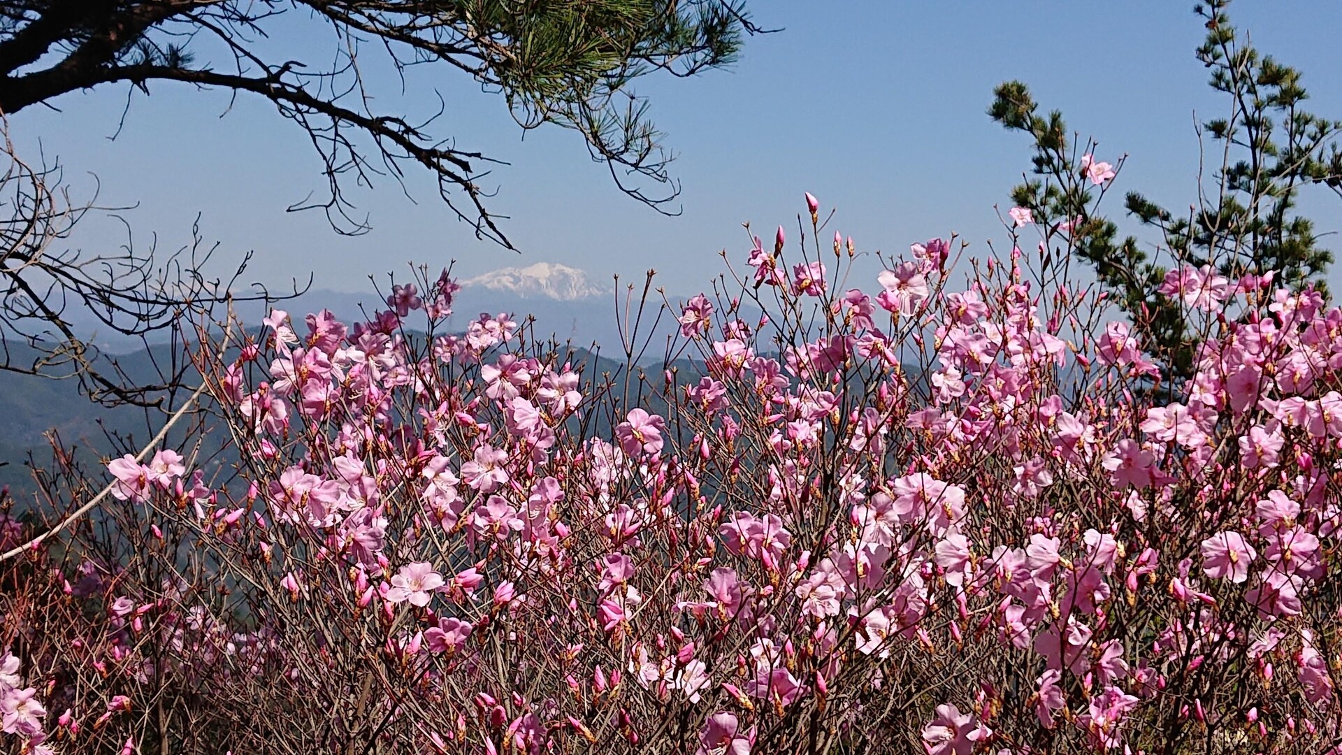 アカヤシオの花言葉は・・・💞 / hiyoko🐥さんの納古山の活動データ | YAMAP / ヤマップ