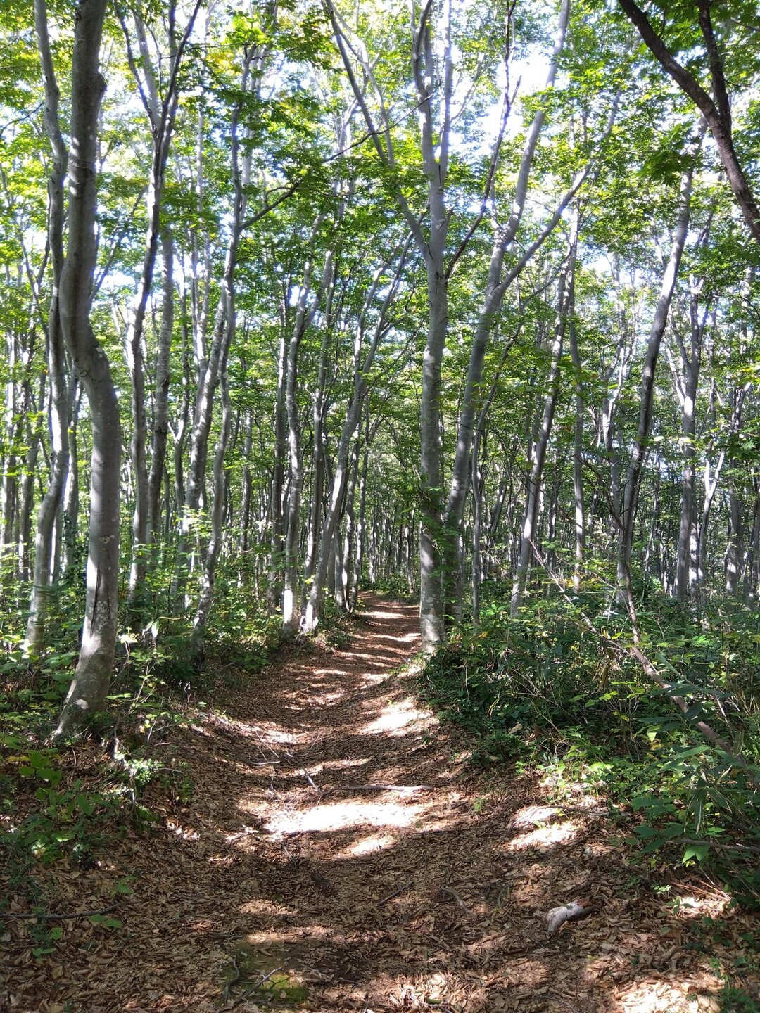 当間山-2024-10-12 / mimiさんのウォーキングの活動データ | YAMAP / ヤマップ