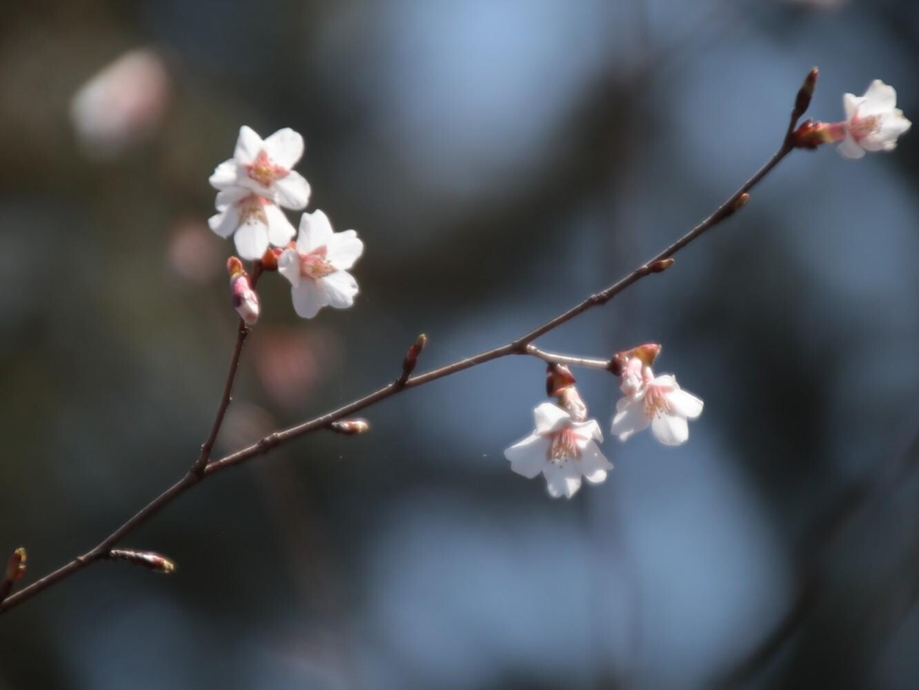 鞍掛山山步 24-13 wt,8.5kg / toshiさんの鞍掛山・後山・三童子山の活動データ | YAMAP / ヤマップ
