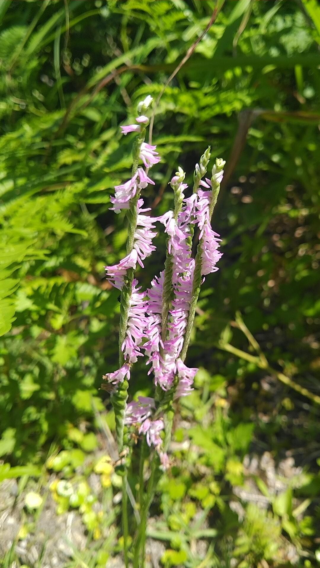 日野山 荒谷コース / HIRO 2020さんの日野山の活動データ | YAMAP / ヤマップ