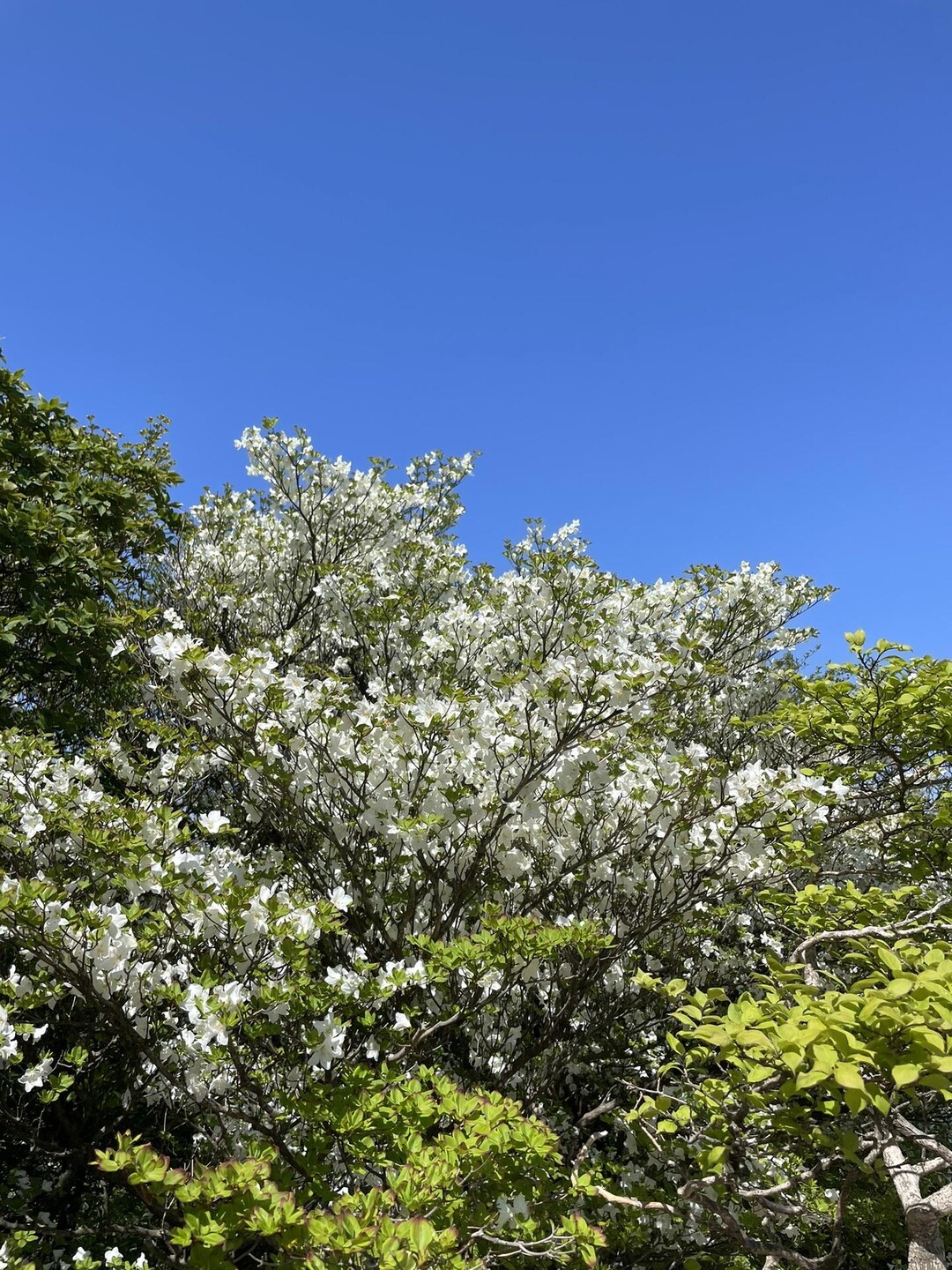 シロヤシオ満開の鎌ヶ岳へ / rokoさんの御在所岳（御在所山）・雨乞岳の活動日記 | YAMAP / ヤマップ