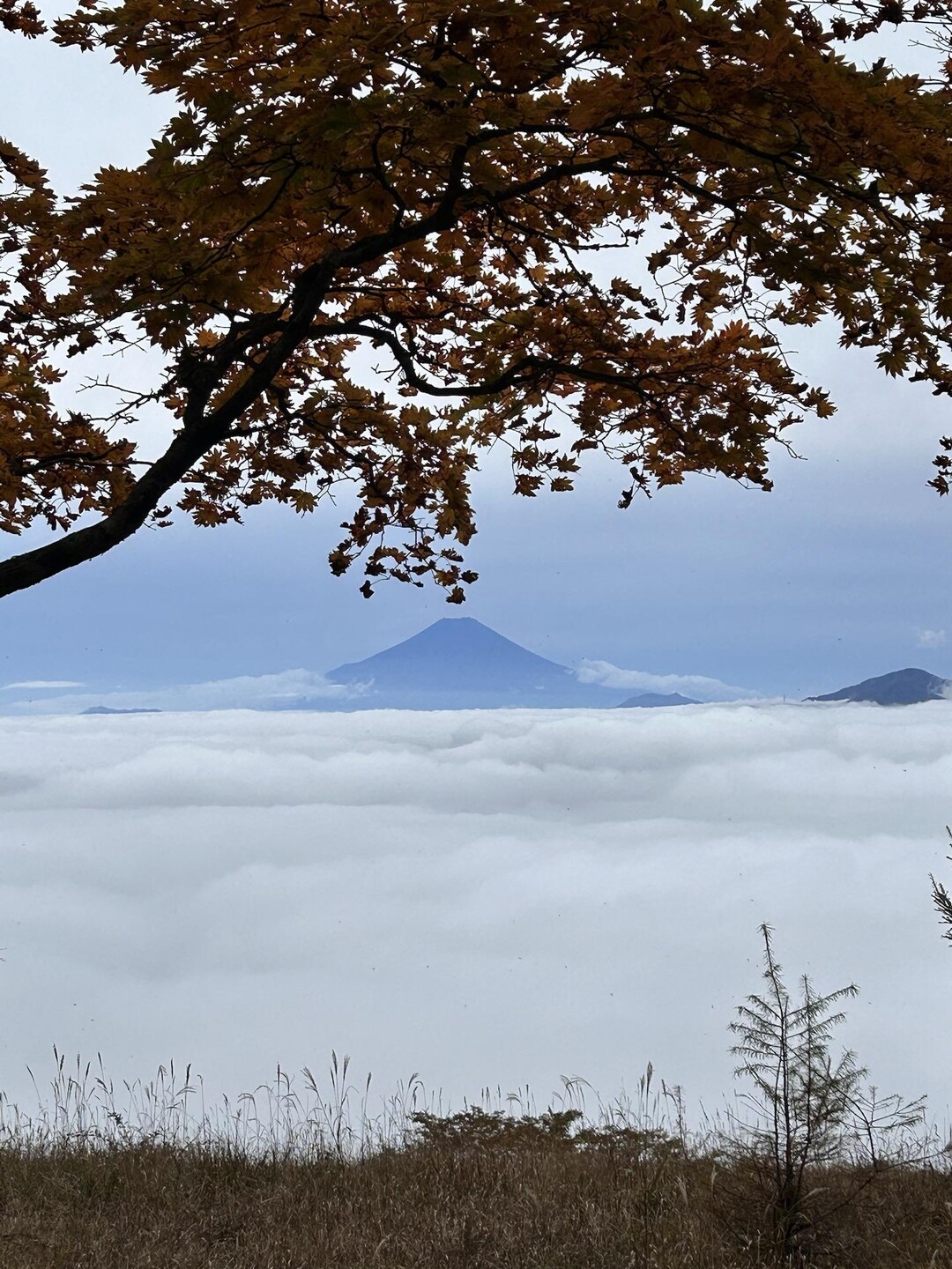 鷹ノ巣山 / MC HIROさんの雲取山・鷹ノ巣山・七ツ石山の活動データ | YAMAP / ヤマップ