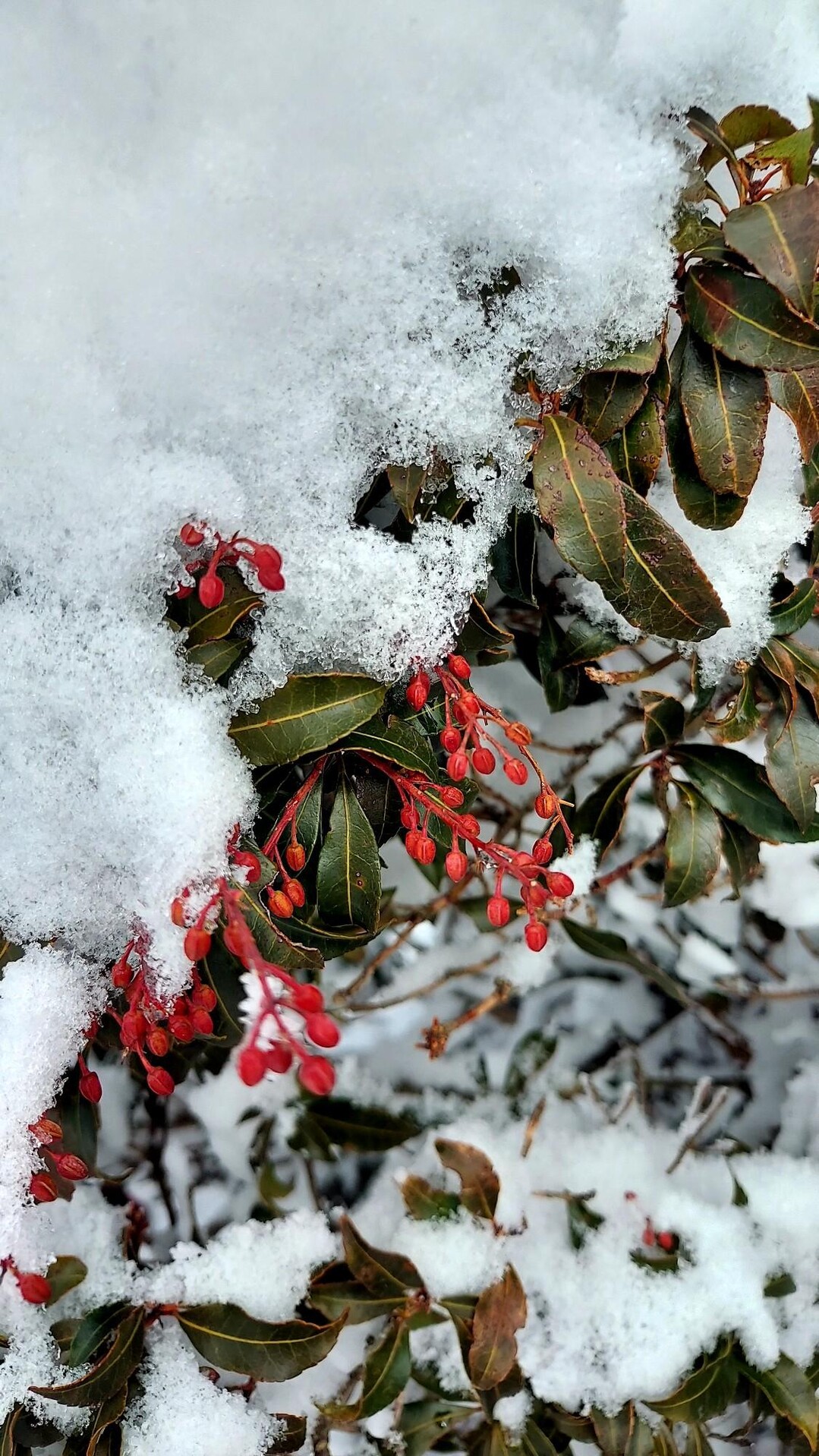 三峰山霧氷祭りBBQ / ゆうじさんの三峰山・学能堂山・栗ノ木岳の活動データ | YAMAP / ヤマップ