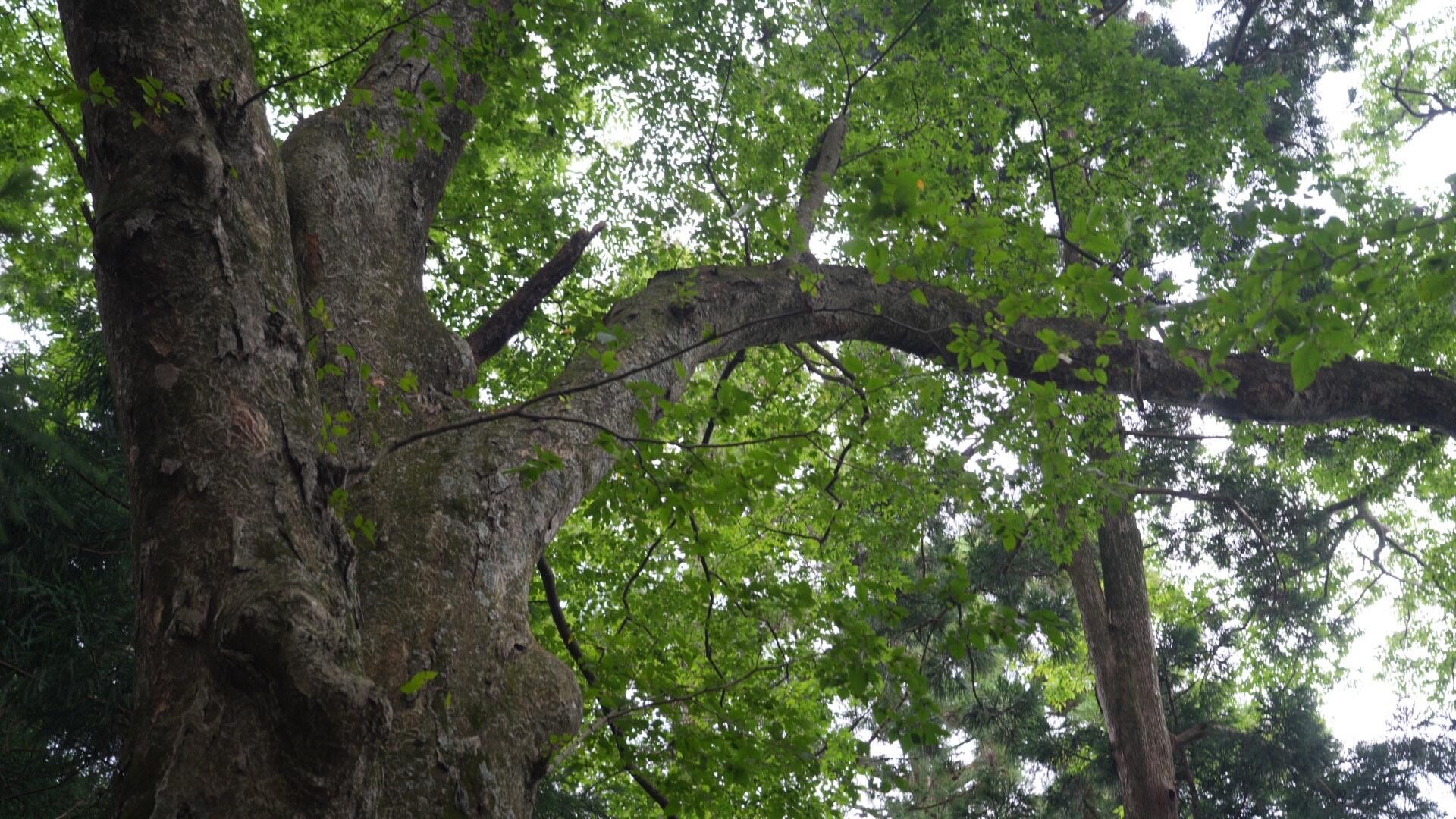 猿投山 / Yoshi.Kさんの猿投山・物見山の活動データ | YAMAP / ヤマップ