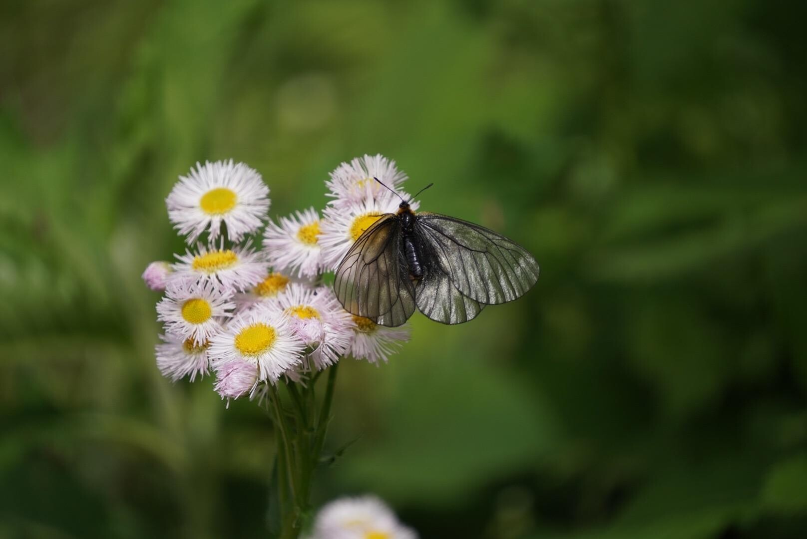 坂戸山・小城・大城 / rirunaoさんの坂戸山の活動データ | YAMAP / ヤマップ