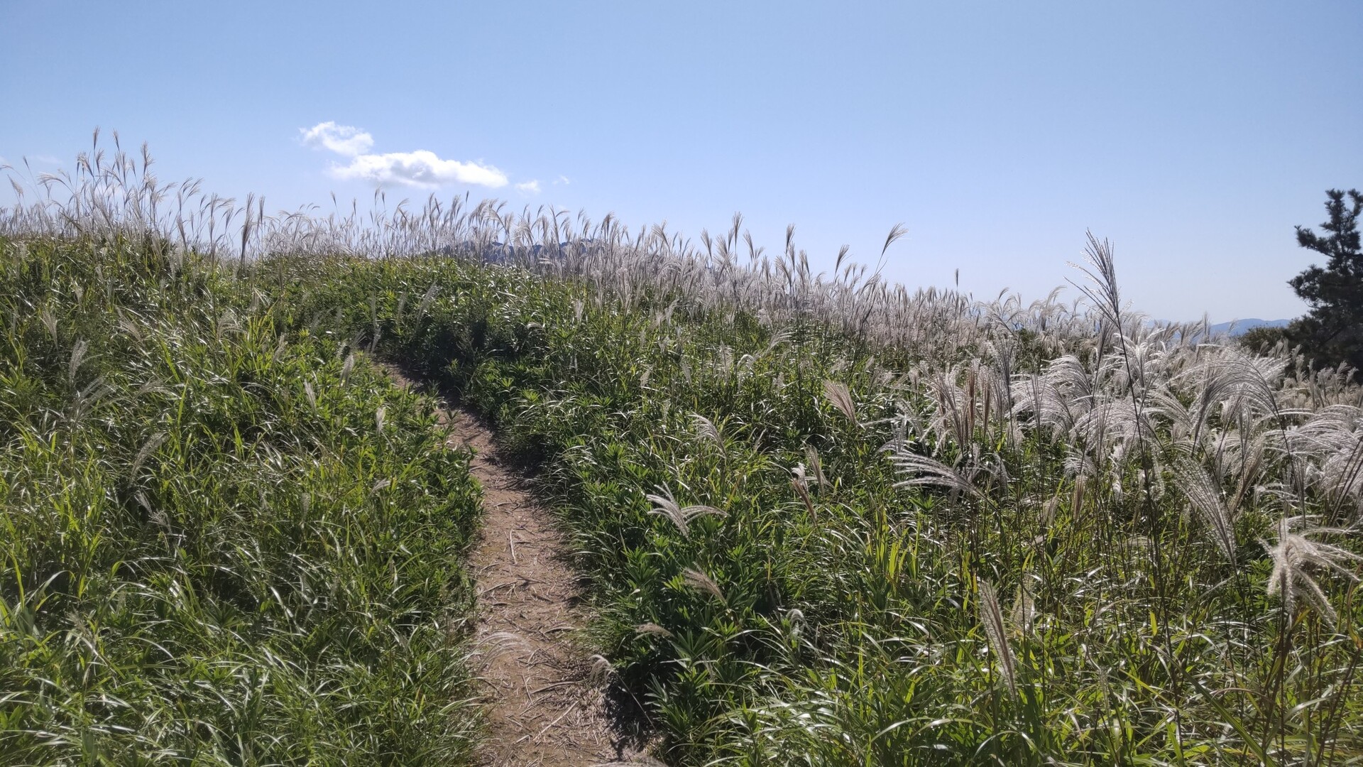 葛城山 / Kobotさんの金剛山・二上山・大和葛城山の活動データ | YAMAP / ヤマップ