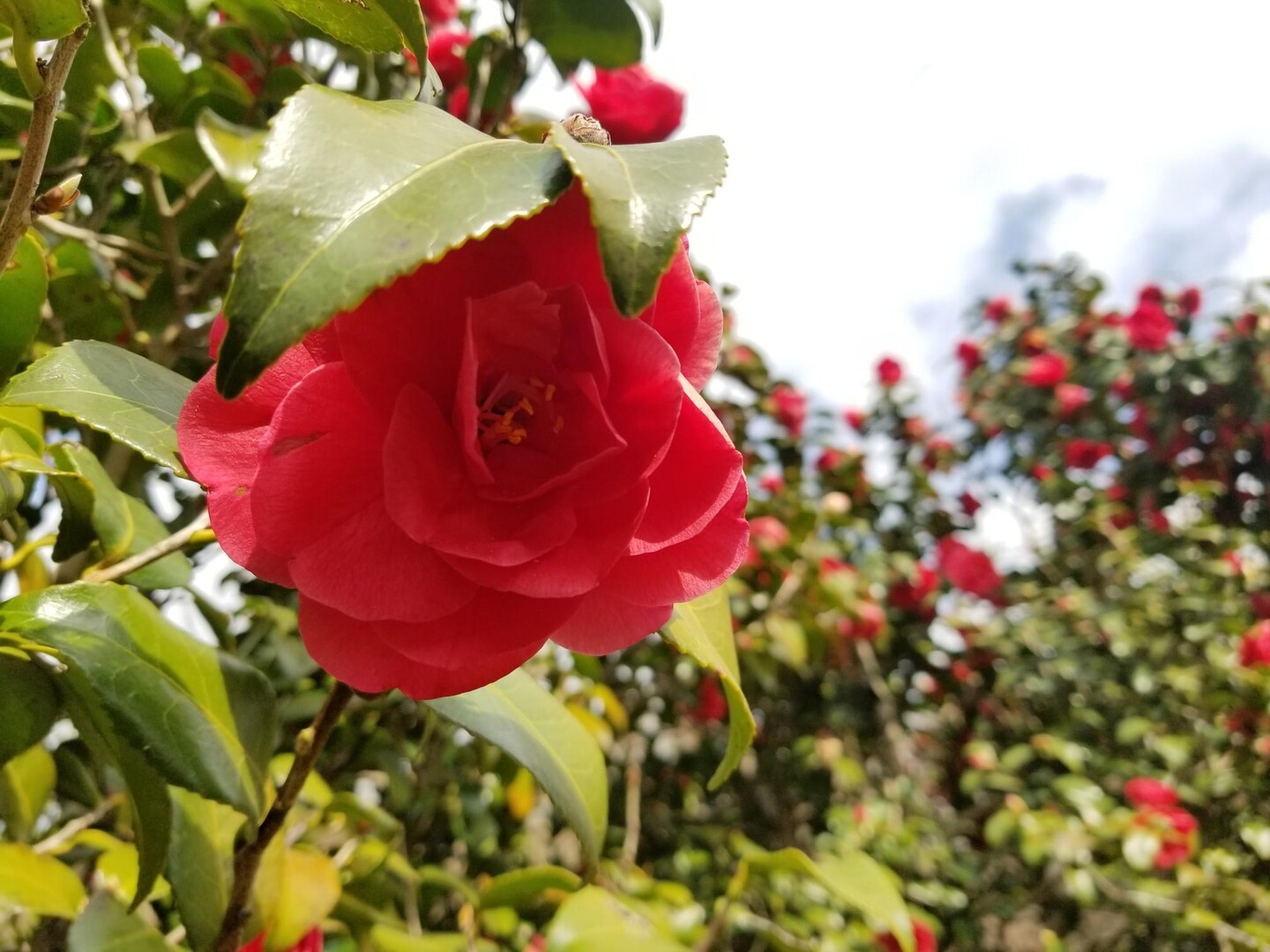 チェコの友達が来日！植物園を回りながらた... / kankanさんのモーメント | YAMAP / ヤマップ