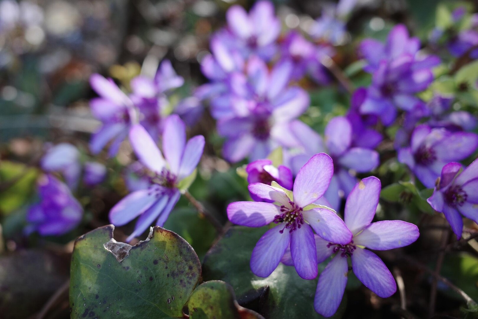 角田山（長者原山）と雪割草 / Westさんの角田山の活動データ | YAMAP / ヤマップ