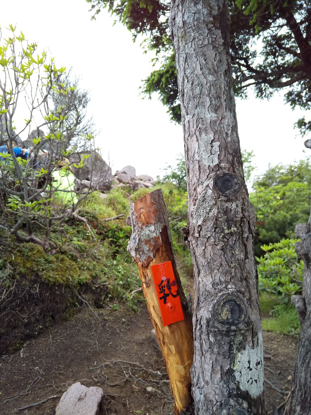 ニュウ・中山 / Hi-Sugerさんの蓼科山・横岳・縞枯山の活動データ | YAMAP / ヤマップ