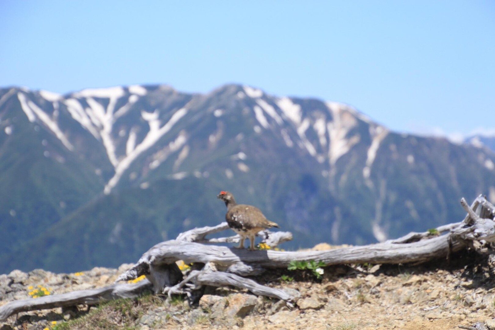 女王との再会。(燕岳) / kazu51さんの燕岳・餓鬼岳・唐沢岳の活動データ | YAMAP / ヤマップ