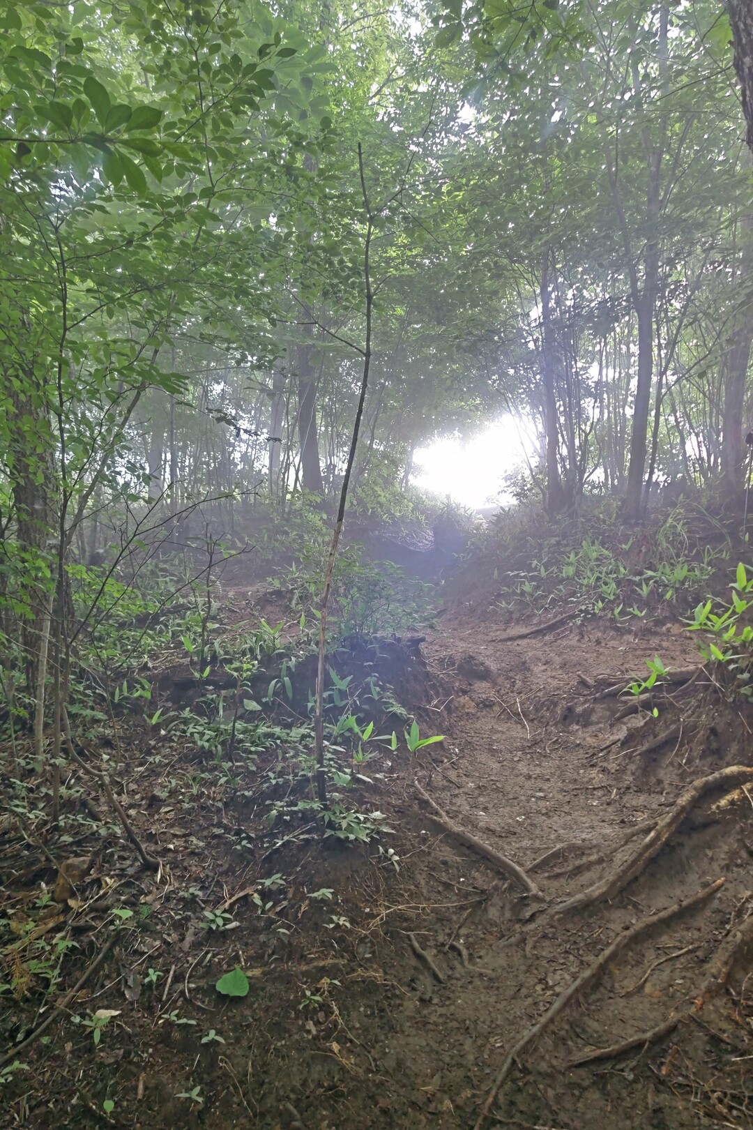 棒ノ嶺（棒ノ折山） / kabuさんの棒ノ折山（棒ノ嶺）の活動データ | YAMAP / ヤマップ