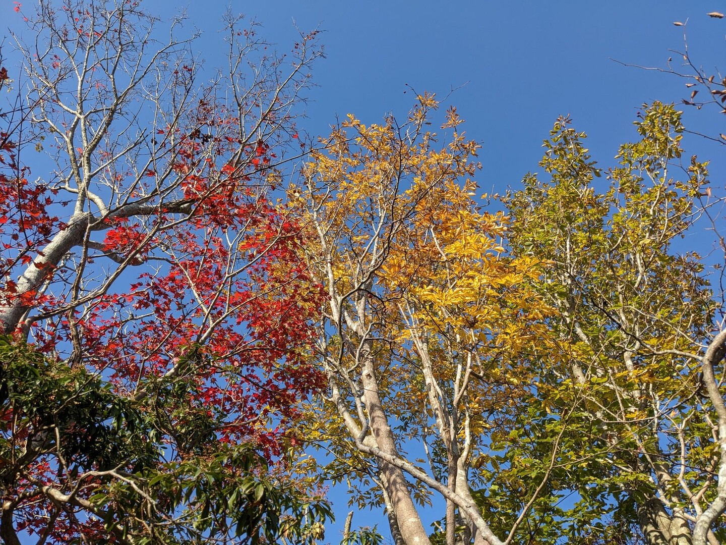 水晶岳 / kyonさんの釈迦ヶ岳の活動データ | YAMAP / ヤマップ