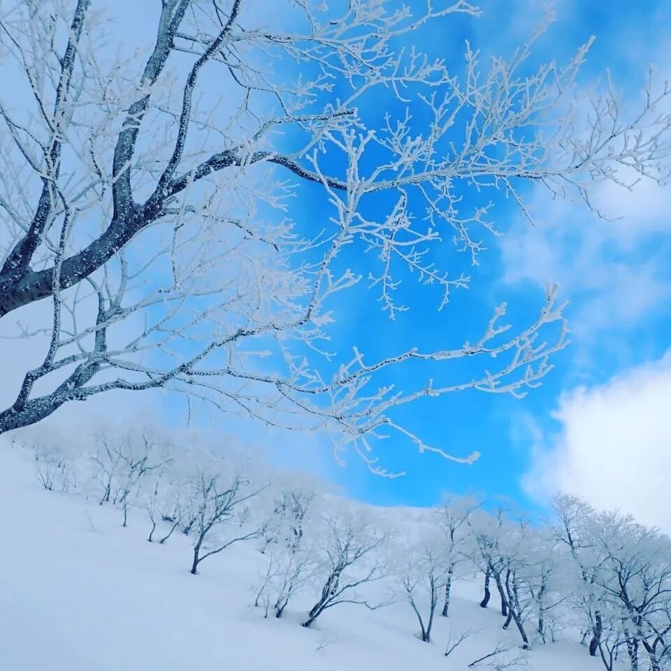 大山（弥山）7号尾根 / PON TWOさんの大山・甲ヶ山・野田ヶ山の活動日記 | YAMAP / ヤマップ