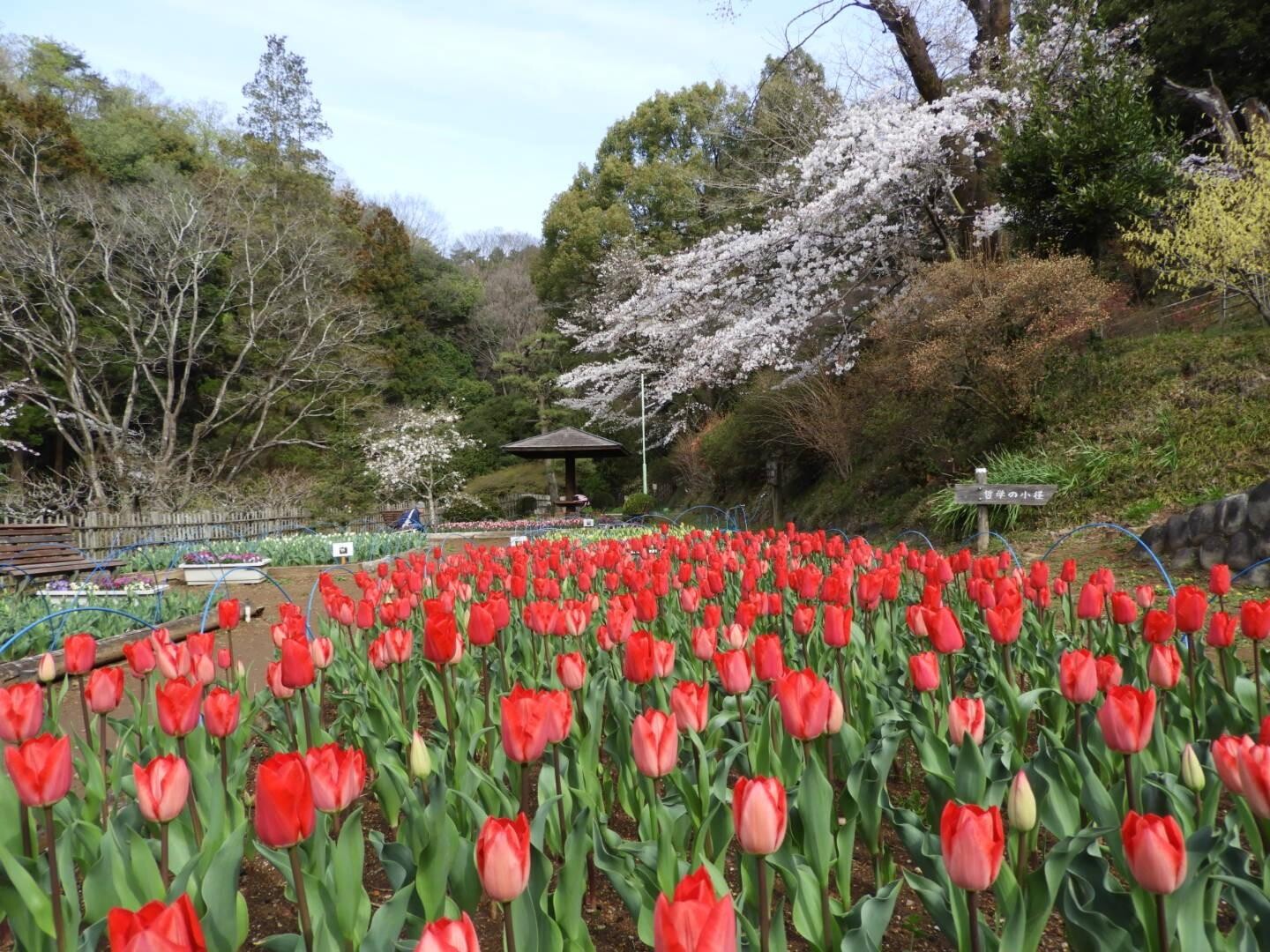 吾妻山・女吾妻山 / USSAさんの鳴神山・吾妻山の活動データ | YAMAP / ヤマップ