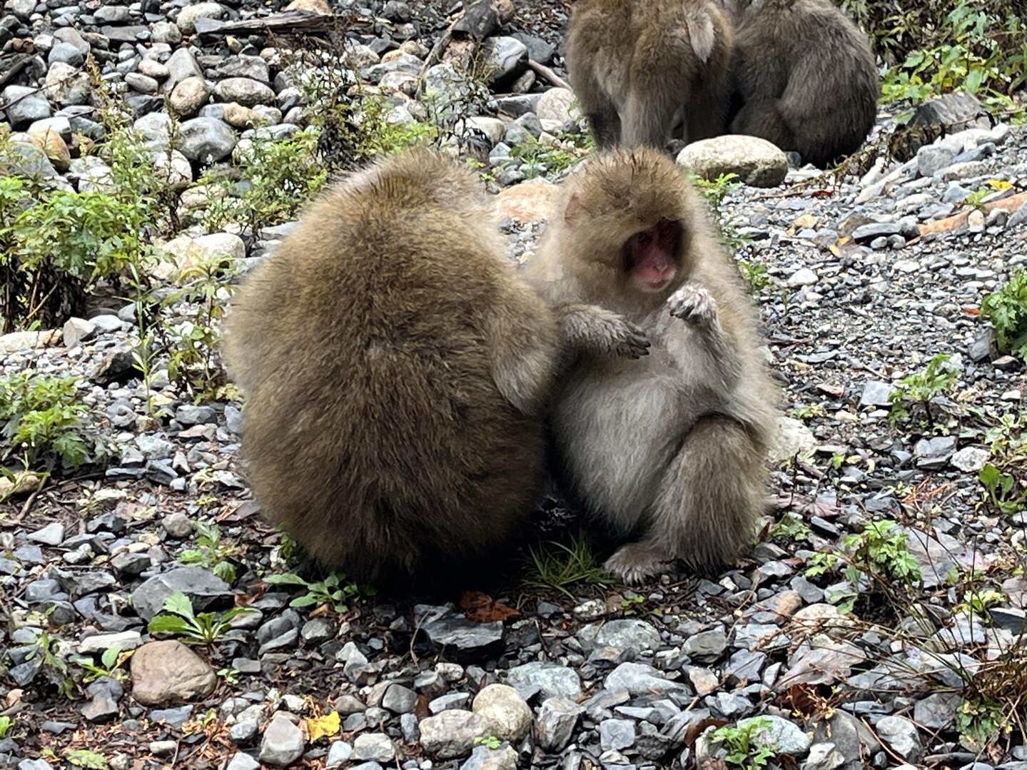大雨の上高地 / Ayaさんの槍ヶ岳・穂高岳・上高地の活動データ | YAMAP / ヤマップ