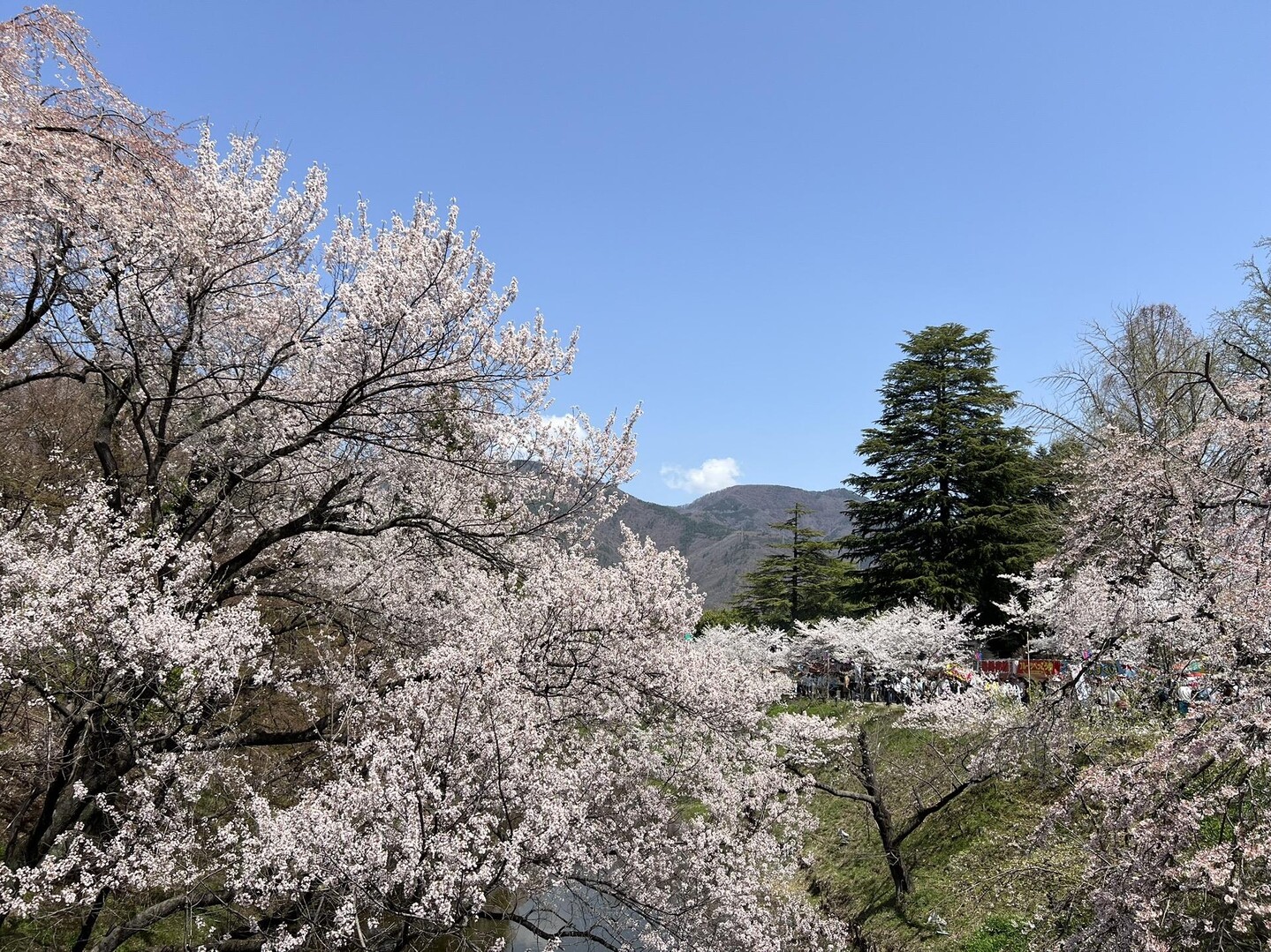 上田城跡公園でお花見散歩🌸🎵 / medamonさんのウォーキングの活動データ | YAMAP / ヤマップ