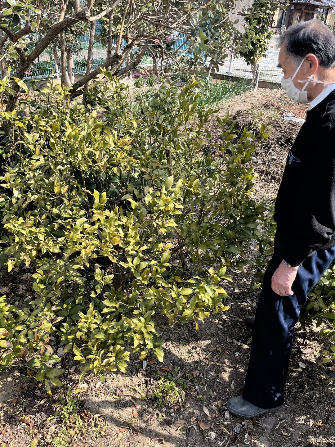 実家の庭の木や花。 記録用。 Part.... / あやさんのモーメント | YAMAP / ヤマップ