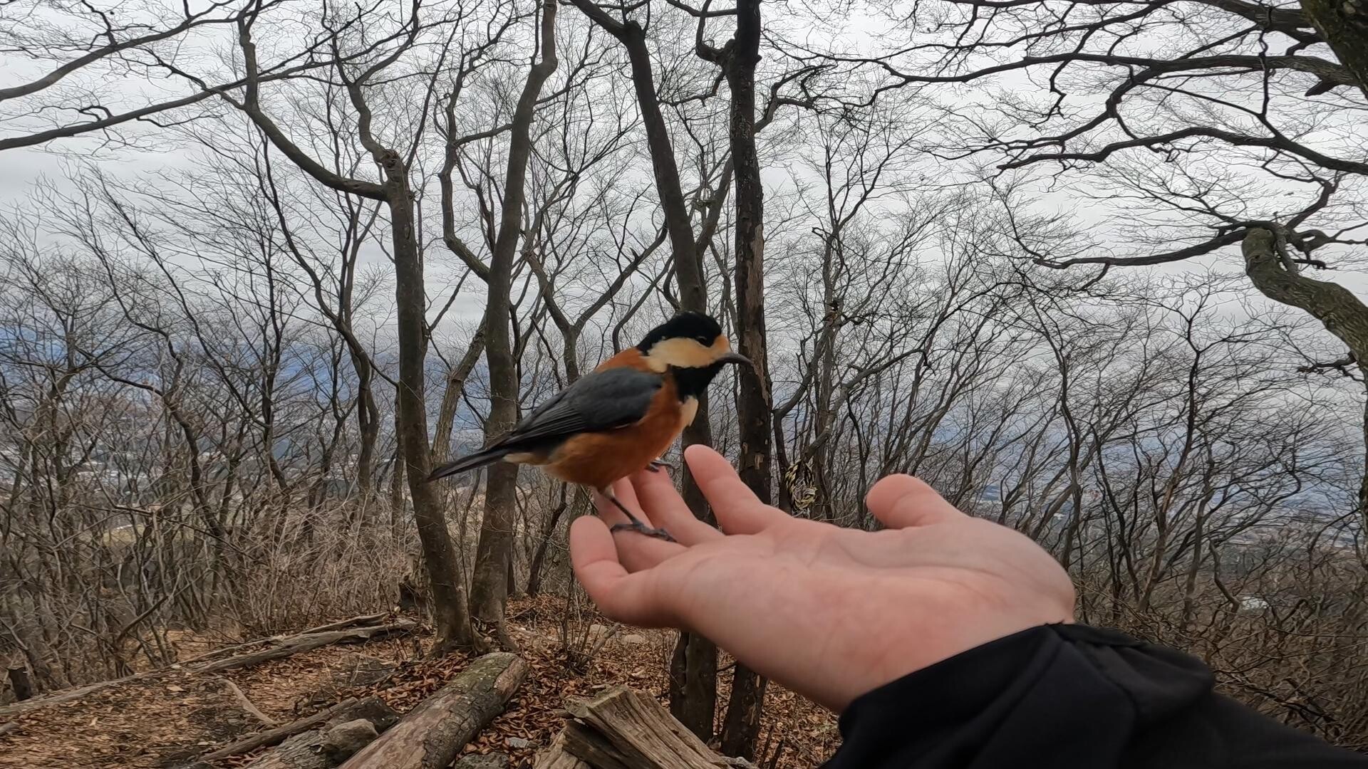 浅間山(水沢山) 手乗りヤマガラちゃんに挑戦！！ / rag-masaさんの榛名山・天狗山・天目山の活動データ | YAMAP / ヤマップ
