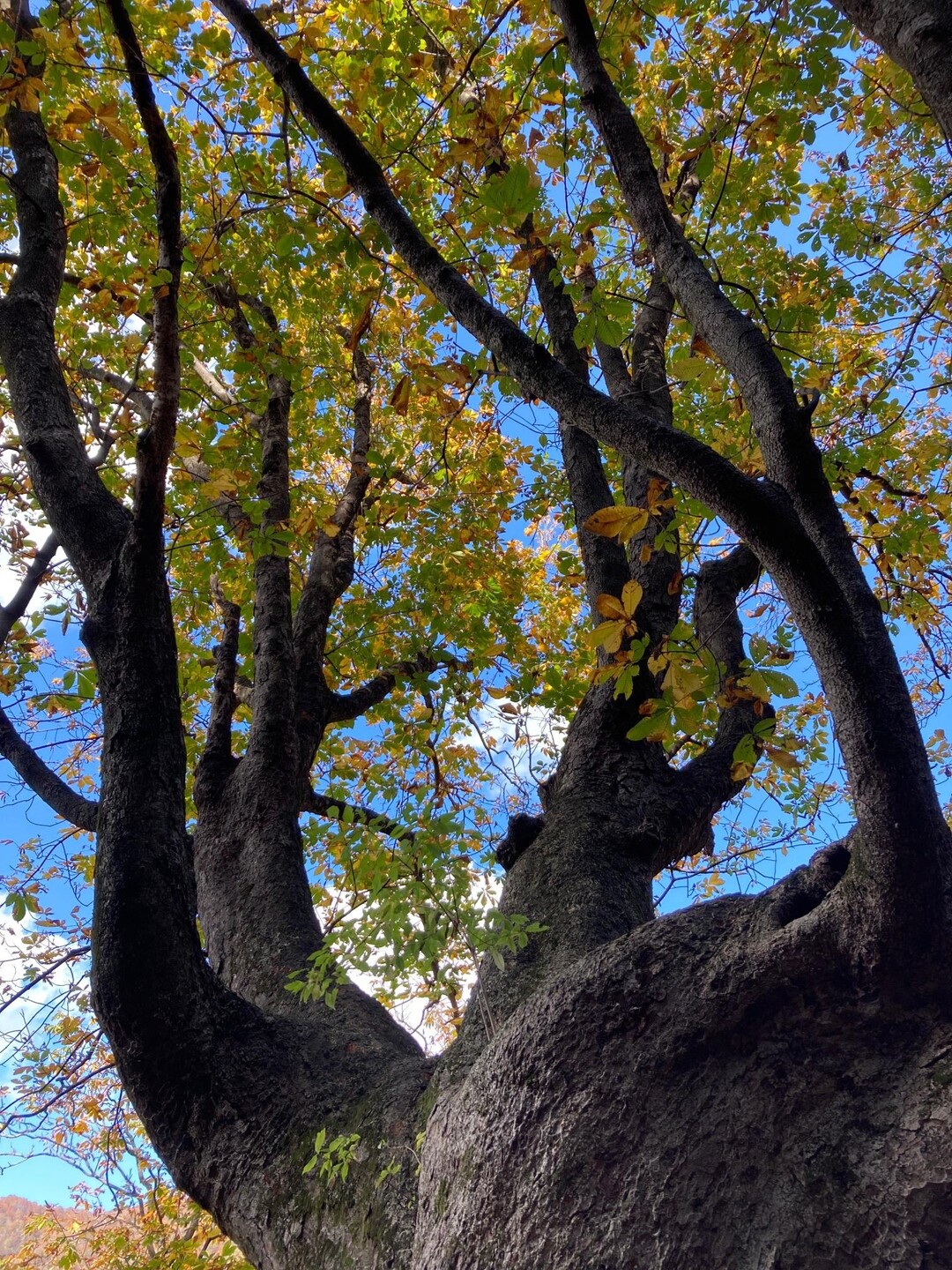 土倉鉱山跡と巨木巡り / ジャムさんの土蔵岳の活動データ | YAMAP / ヤマップ