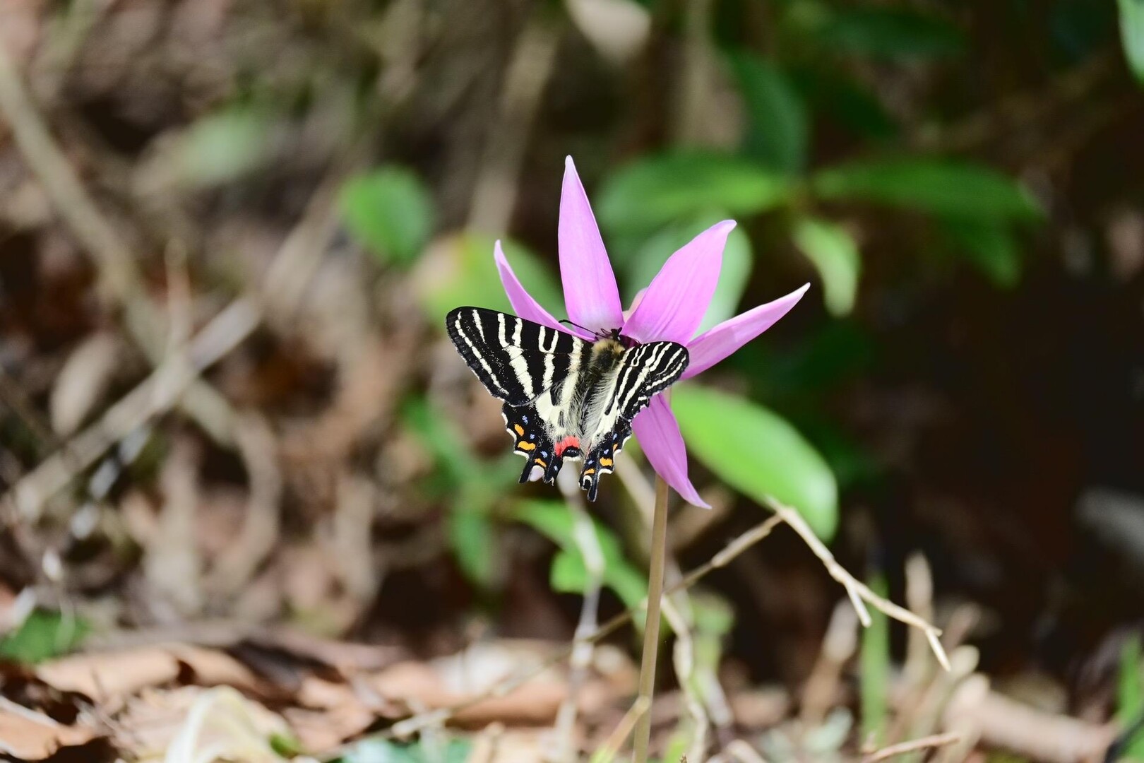 大和葛城山 / hikaさんの葛城修験エリアマップ（金剛山周辺）の活動データ | YAMAP / ヤマップ