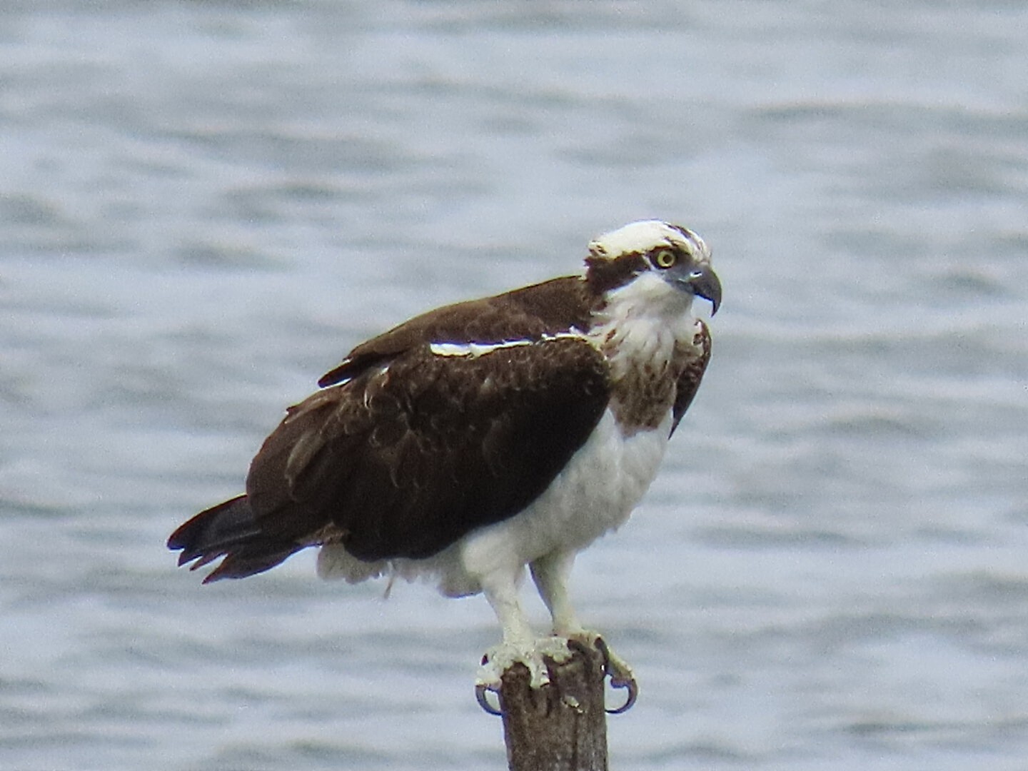 ミサゴ かっこいい / hideさんのモーメント | YAMAP / ヤマップ