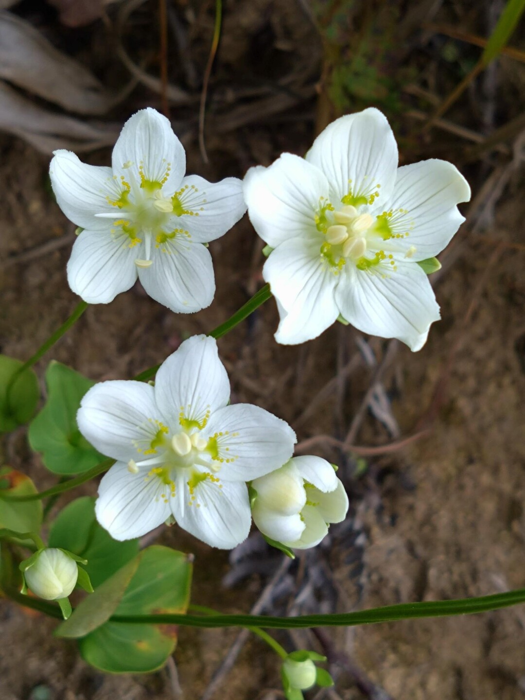 お花女子だから深入山 / eiko🌸さんの深入山の活動データ | YAMAP / ヤマップ