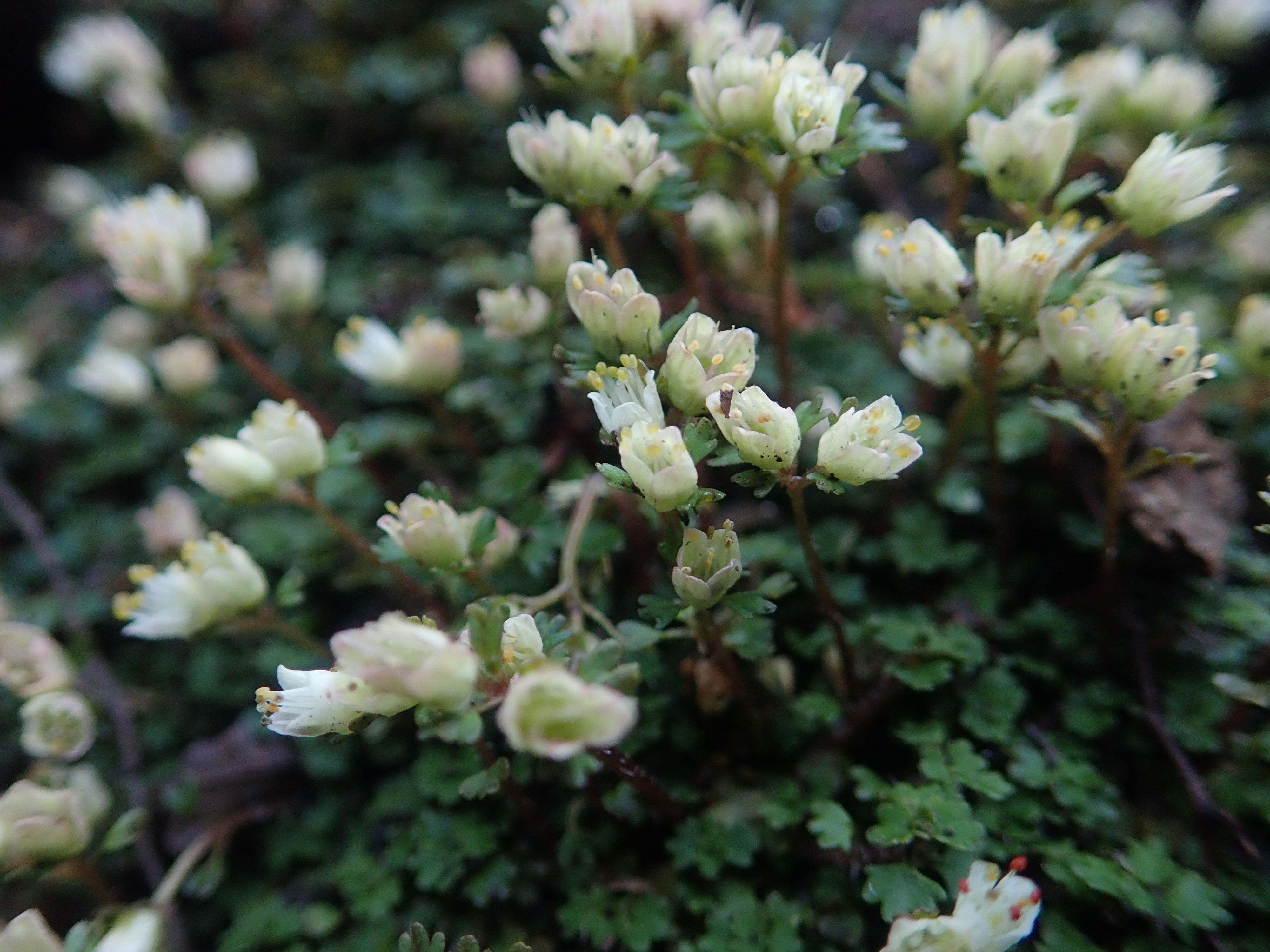 20250412_根本山周回登山 / 2023さんの根本山・熊鷹山・氷室山の活動日記 | YAMAP / ヤマップ