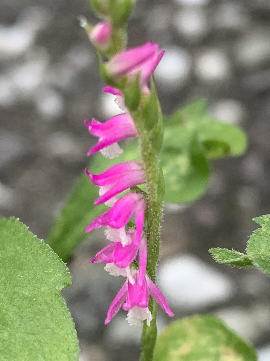 自宅駐車スペースにひとつ ネジバナが💕... / yokoさんのモーメント | YAMAP / ヤマップ