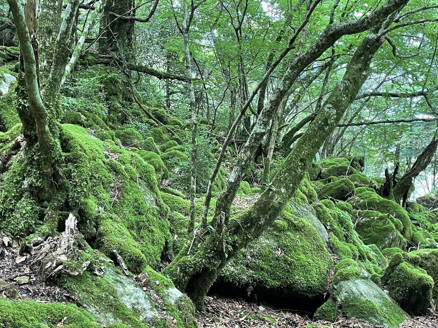 古処山・屏山・江川岳 / okさんの古処山・屏山・馬見山・江川岳の活動データ | YAMAP / ヤマップ