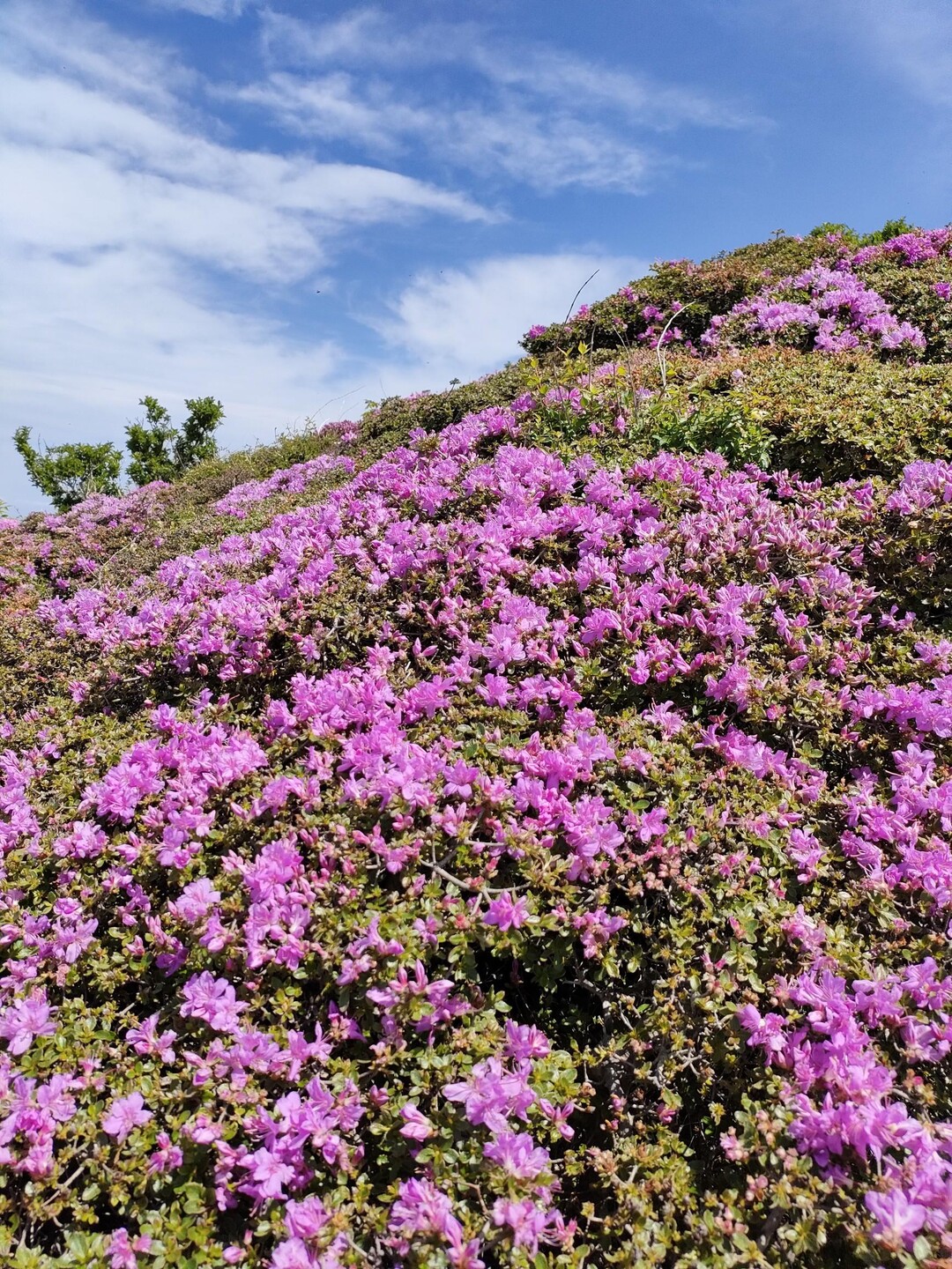 由布岳（東峰）・由布岳（西峰・豊後富士）・飯盛ヶ城 / maeさんの由布岳・鶴見岳の活動データ | YAMAP / ヤマップ