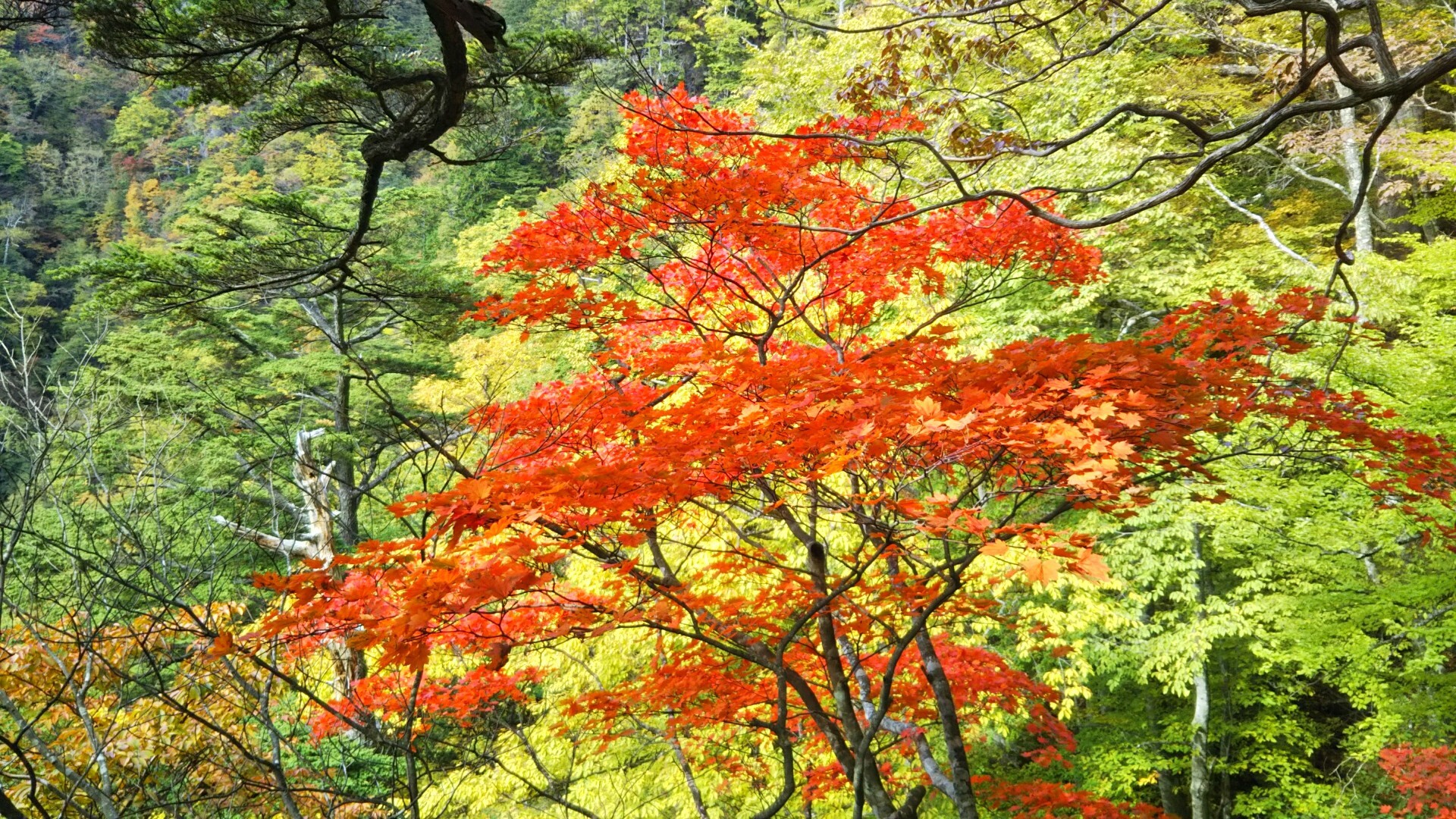 2020.10.24 滝子山 寂ショウ尾根 / ヨシさんさんの滝子山・大谷ヶ丸・笹子雁ヶ腹摺山の活動データ | YAMAP / ヤマップ