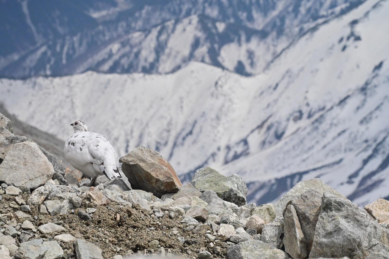 雪の立山（雄山）へ / mutsukoさんの立山・雄山・浄土山の活動データ | YAMAP / ヤマップ