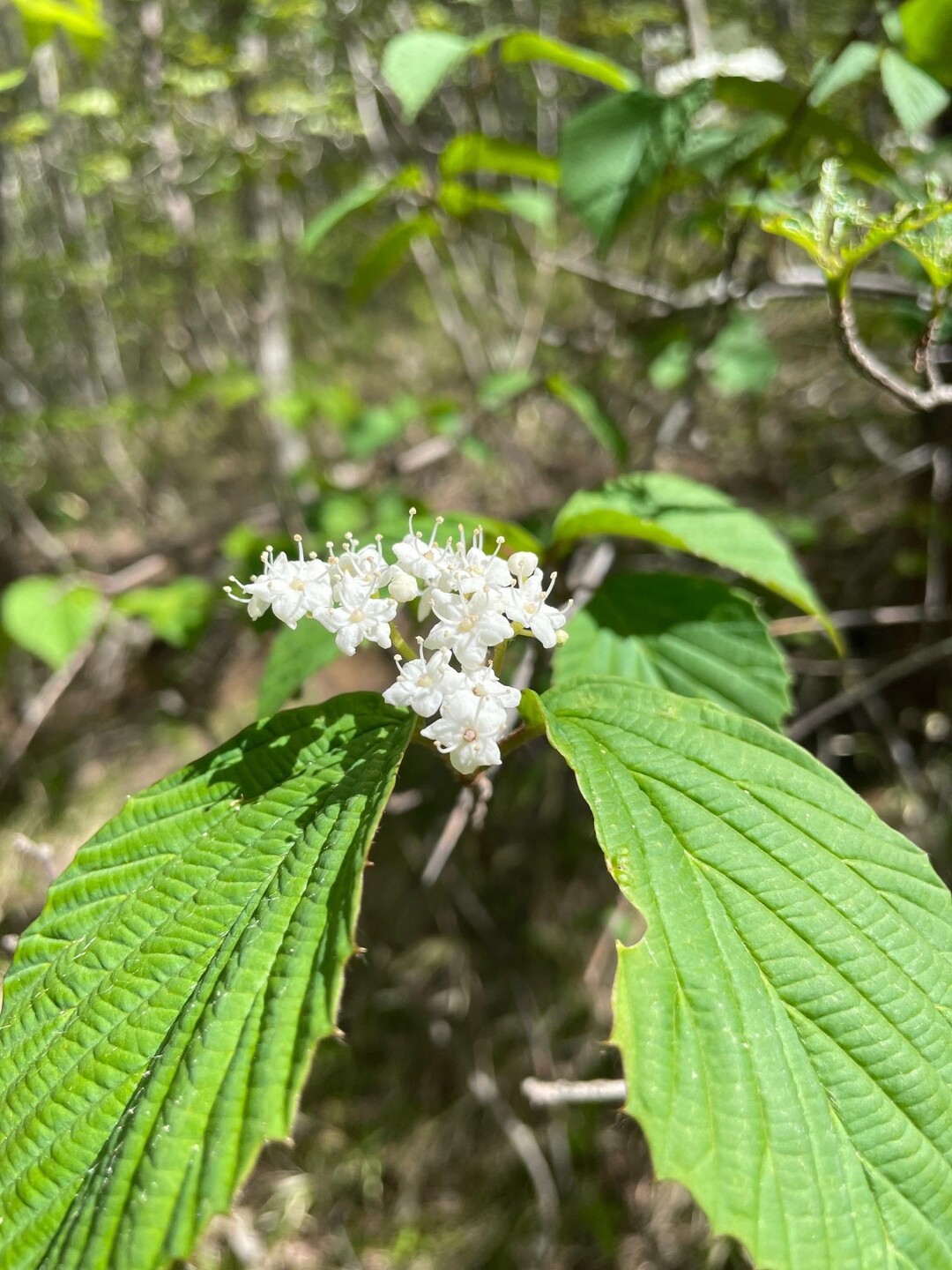 20240428 小塚山・岩垂山・五郎山・前山 / はむさんの白沢五山（五ツ森）の活動データ | YAMAP / ヤマップ