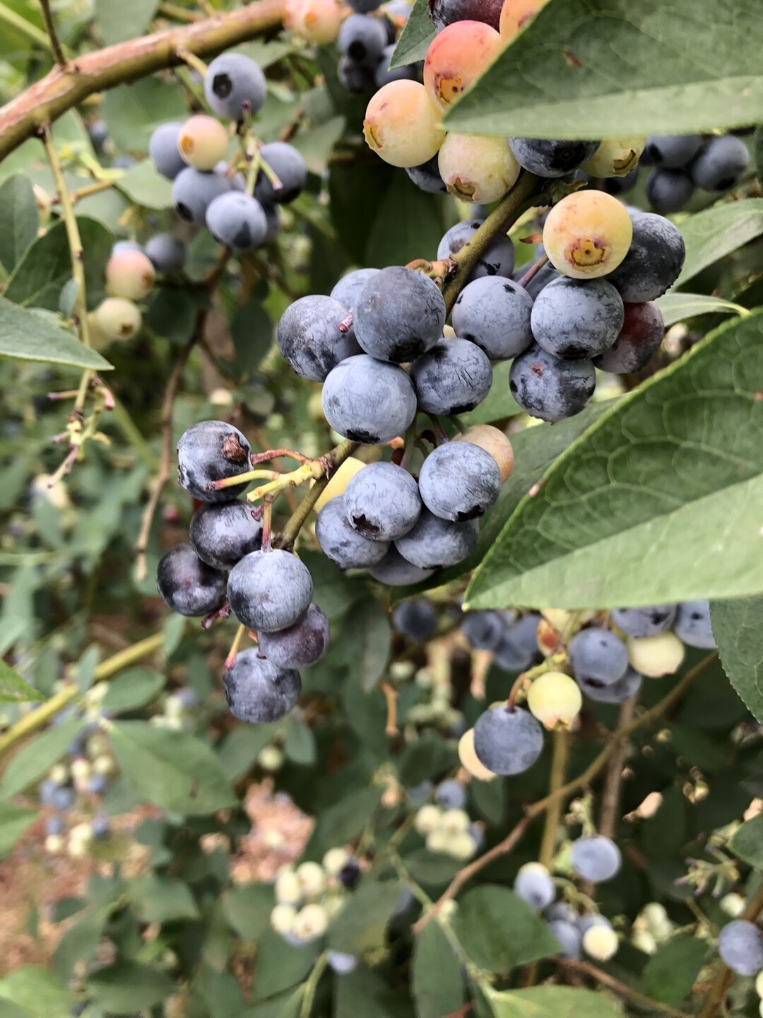 今はブルーベリーがとても取れる時期です... / Nekoさんのモーメント | YAMAP / ヤマップ