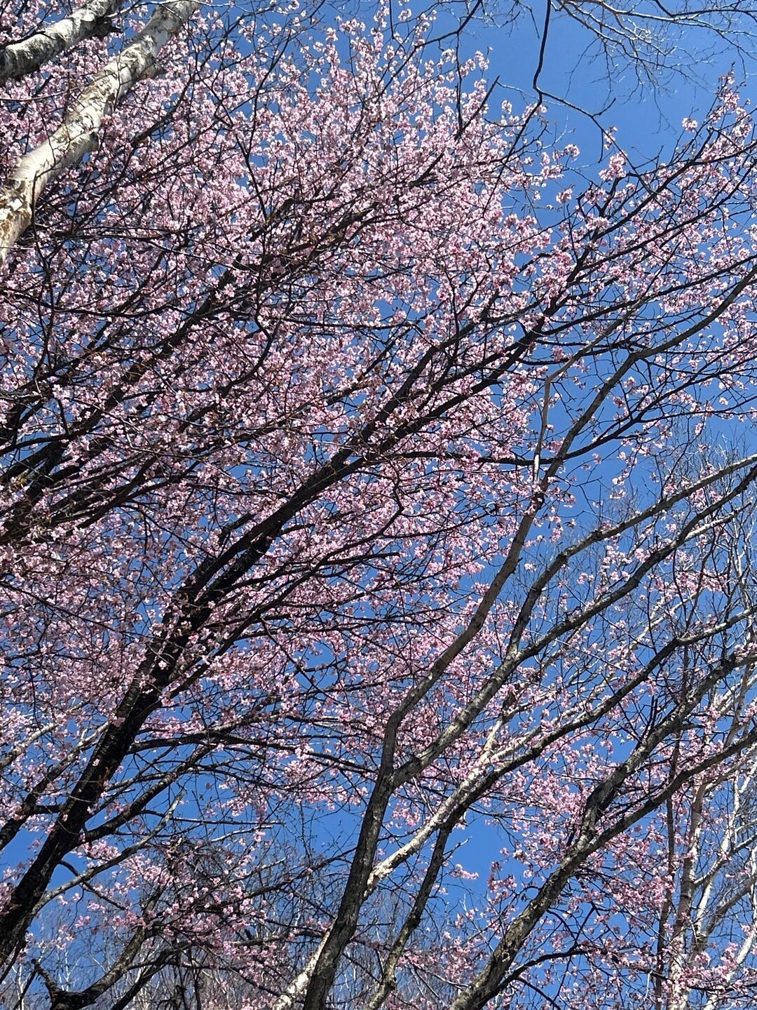 荒山 アカヤシオ観賞 / papeさんの赤城山・黒檜山・荒山の活動データ | YAMAP / ヤマップ