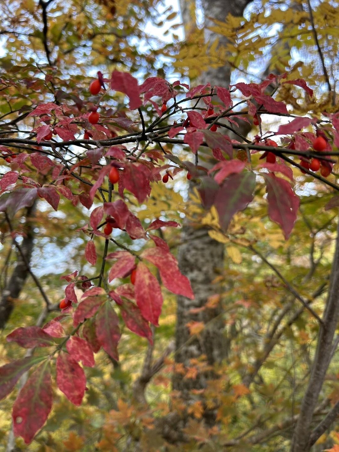 秋色🍂🍁に染まる大山（弥山） / 💖🐰Roco🐰💖さんの大山・甲ヶ山・野田ヶ山の活動データ | YAMAP / ヤマップ