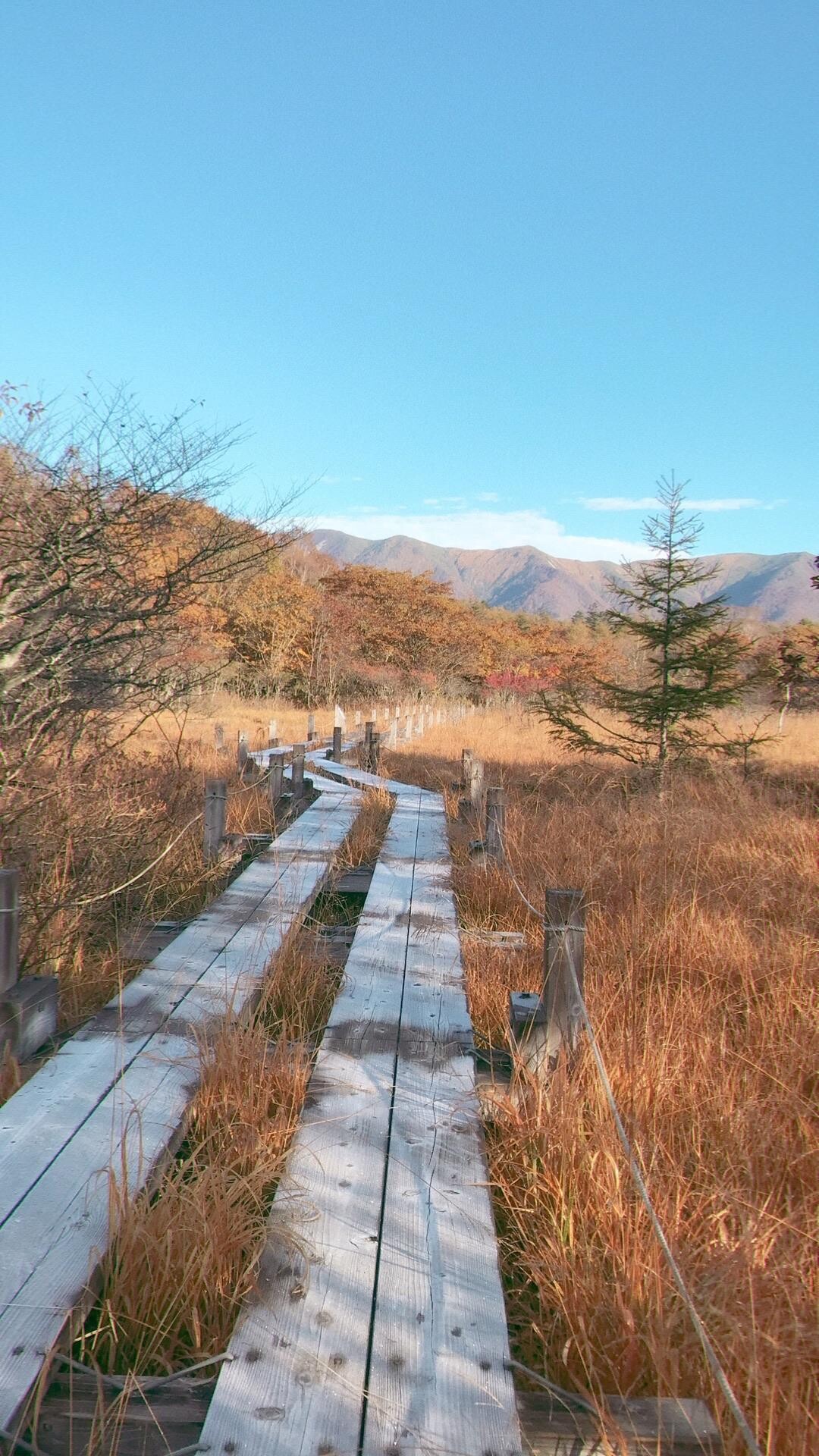 2022/10月16日(日曜日) 沼原湿... / KATU白河さんのモーメント | YAMAP / ヤマップ